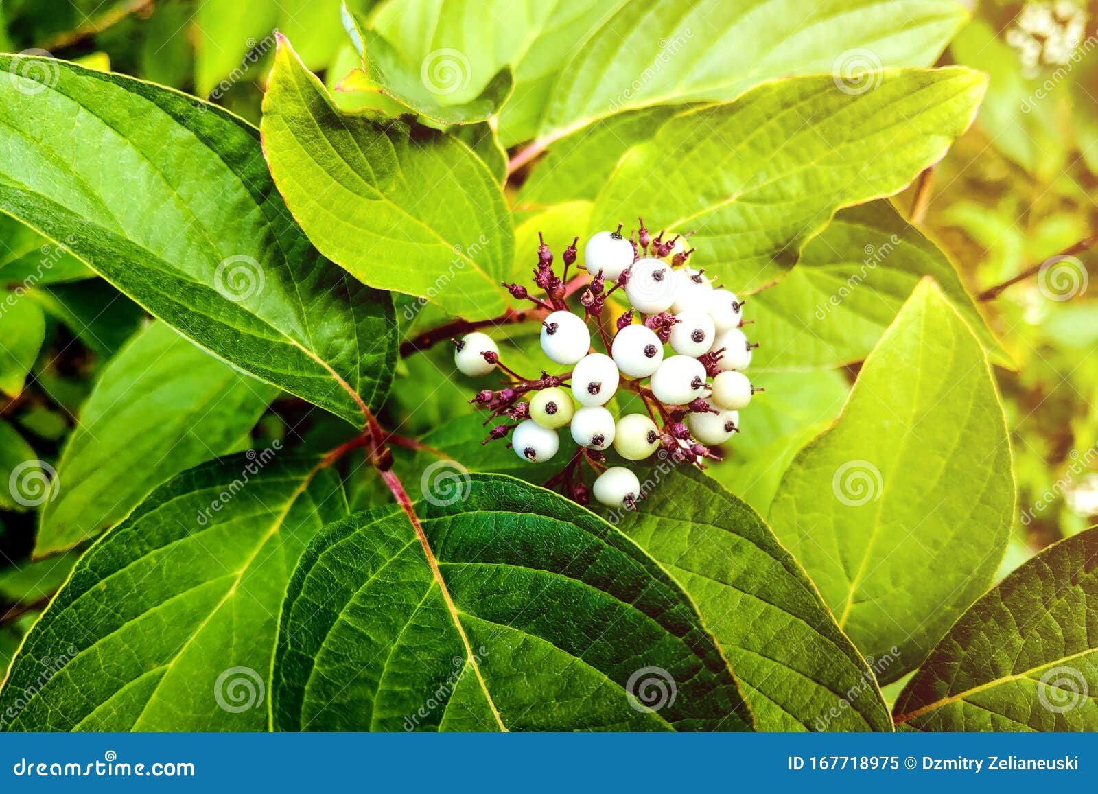 White Indigo Berry, Randia Aculeata in the Garden Stock Image - Image ...