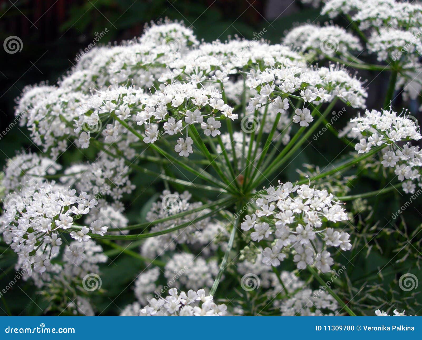 White inflorescence stock photo. Image of blooming, inflorescence ...