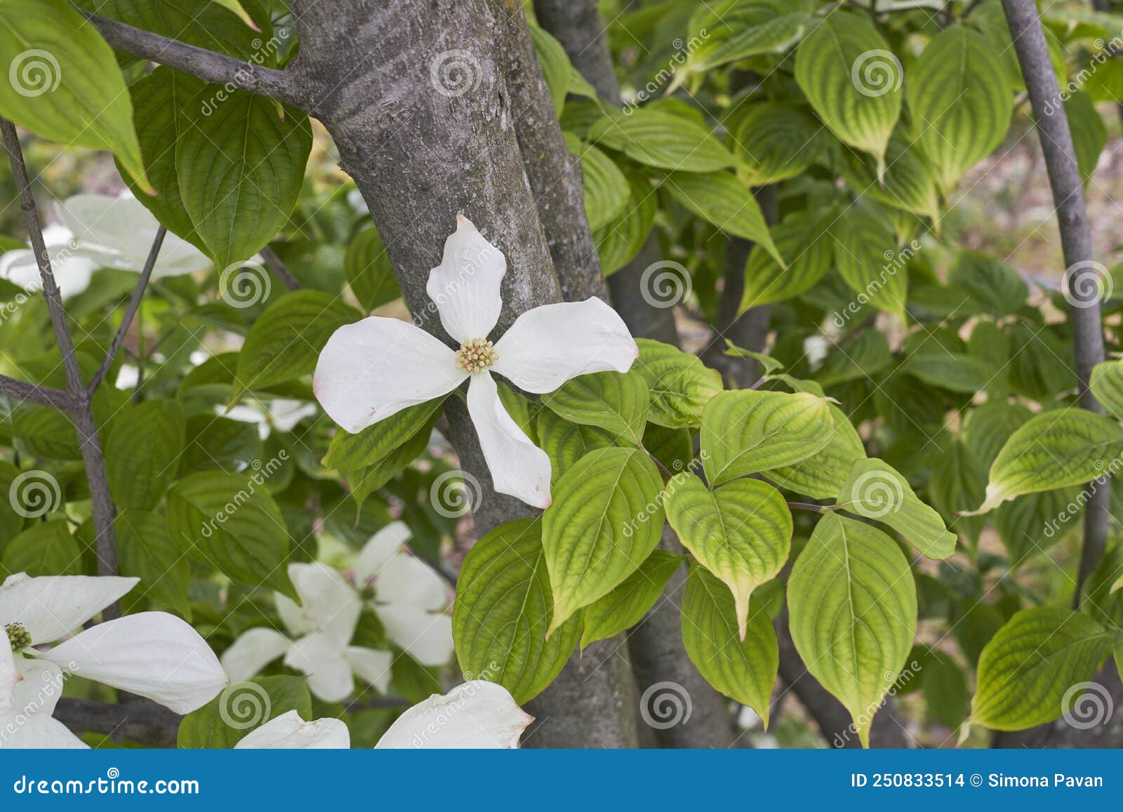 Cornus Florida Shrub in Bloom Stock Photo - Image of natural ...