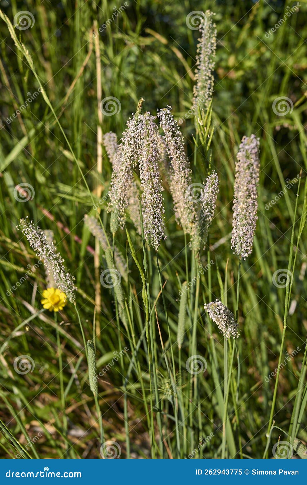 Phleum Pratense Grass in Bloom Stock Image - Image of nature, poaceae ...