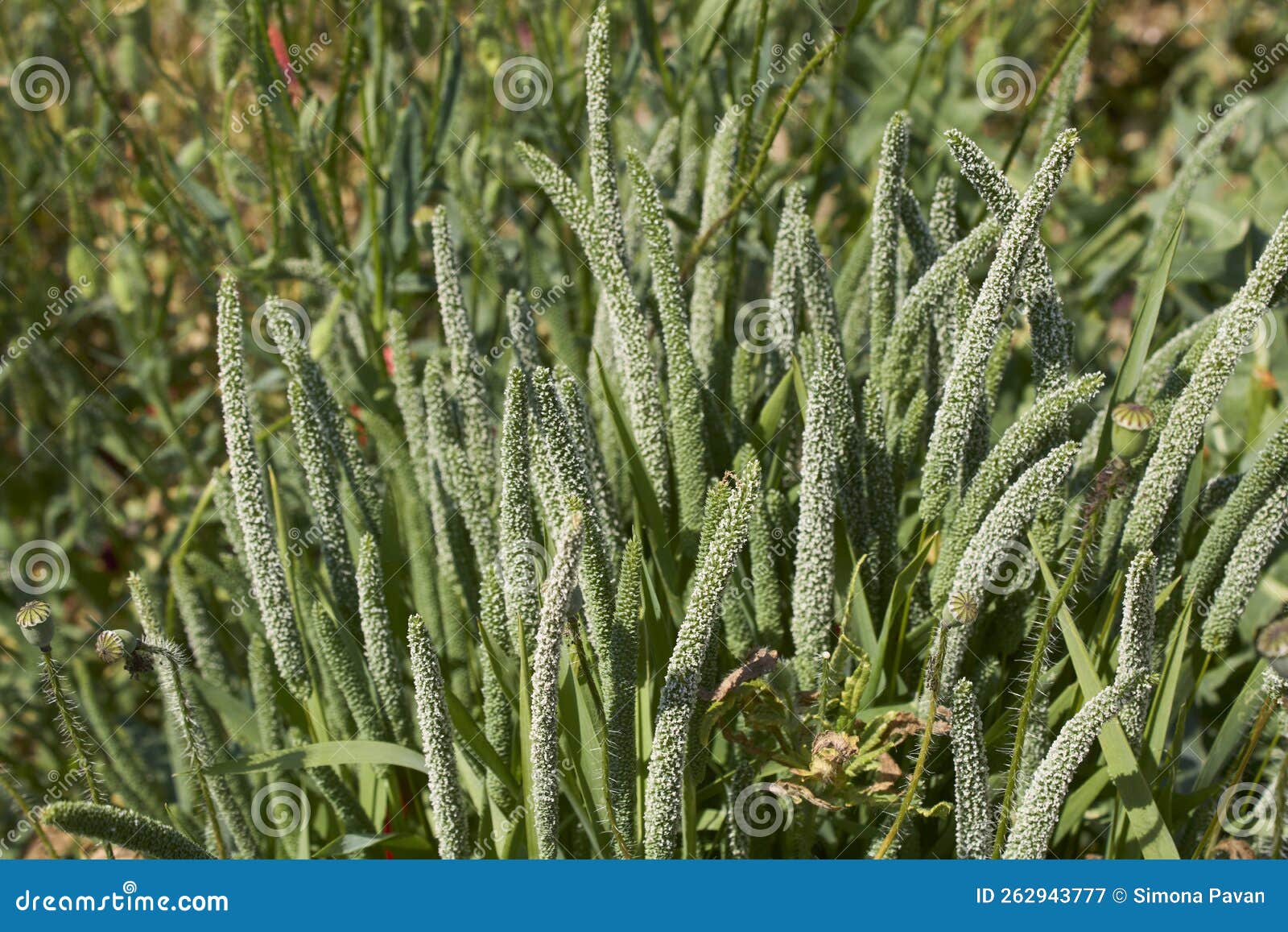 Phleum Pratense Grass in Bloom Stock Image - Image of poaceae, common ...