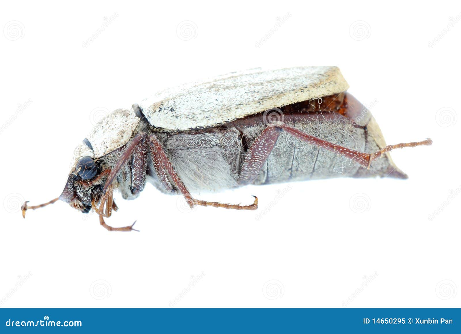 White insect beetle stock image. Image of background - 14650295