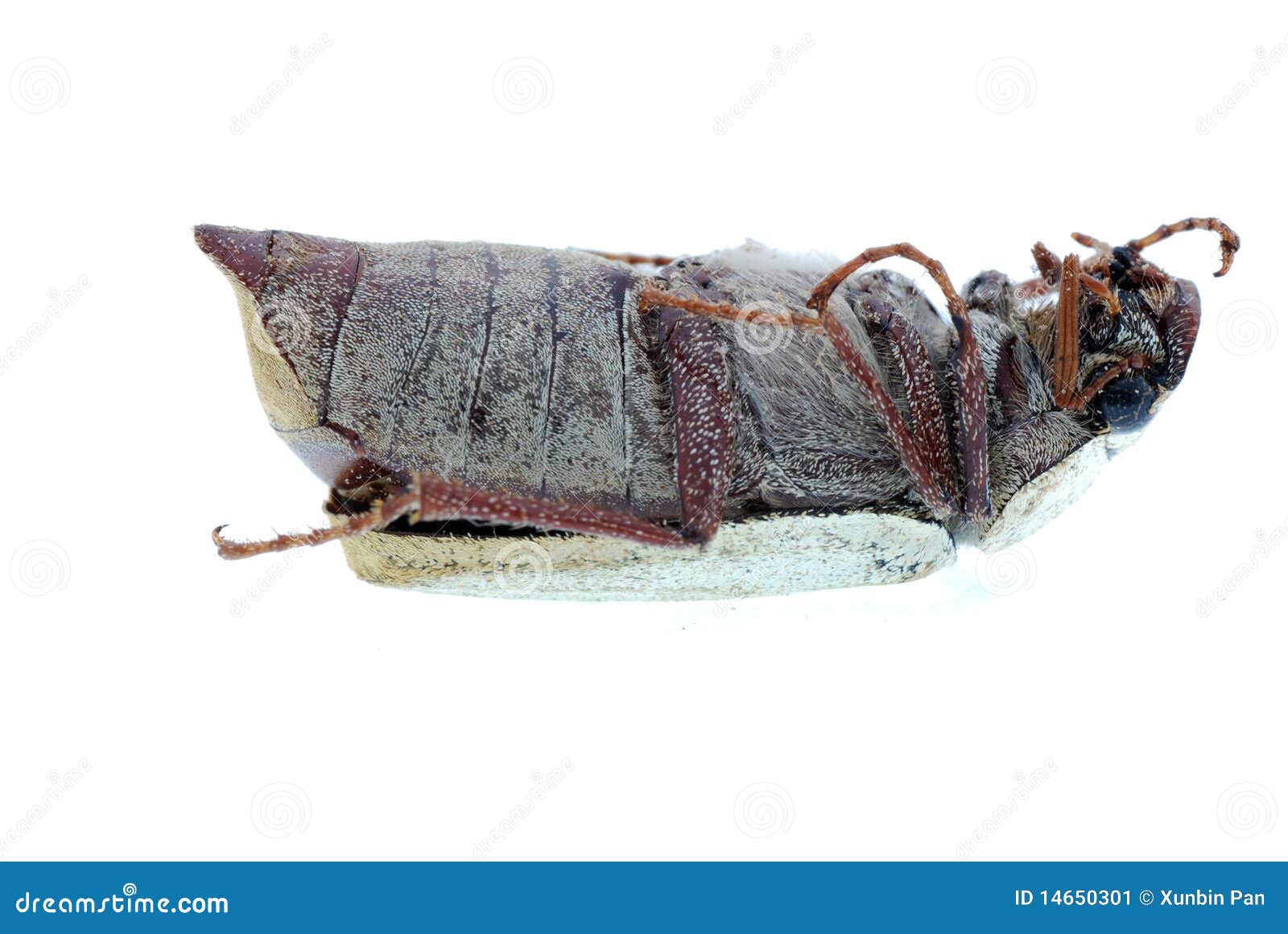 White insect beetle stock image. Image of bright, flora - 14650301