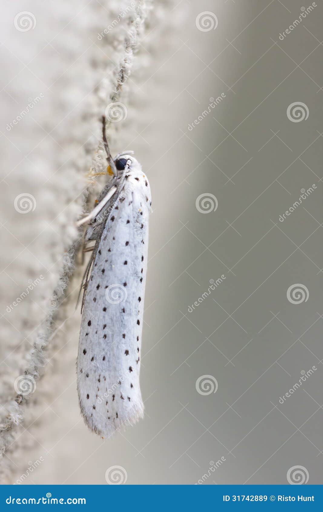 A Red And White Insect Is Seen On A Green Fruit, Creating A Colorful ...
