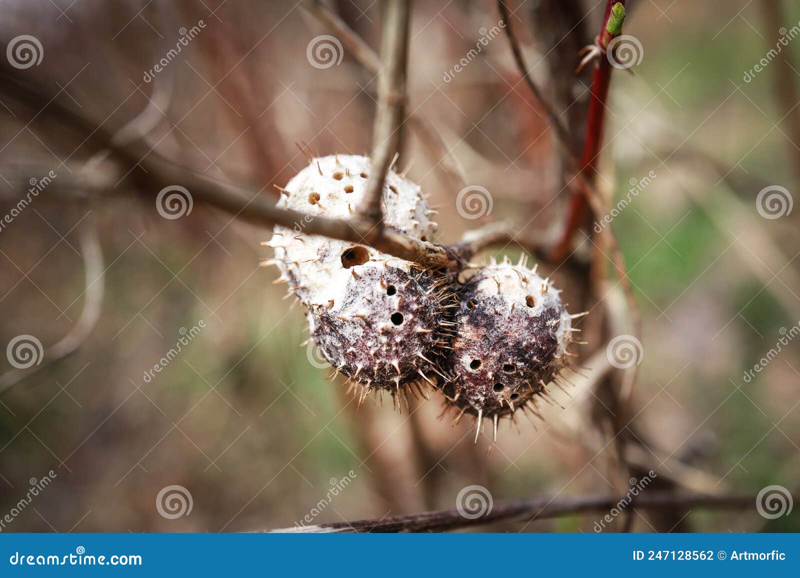 White Insect Cocoons with Spikes and Holes on Leafless Hedge Branch on ...