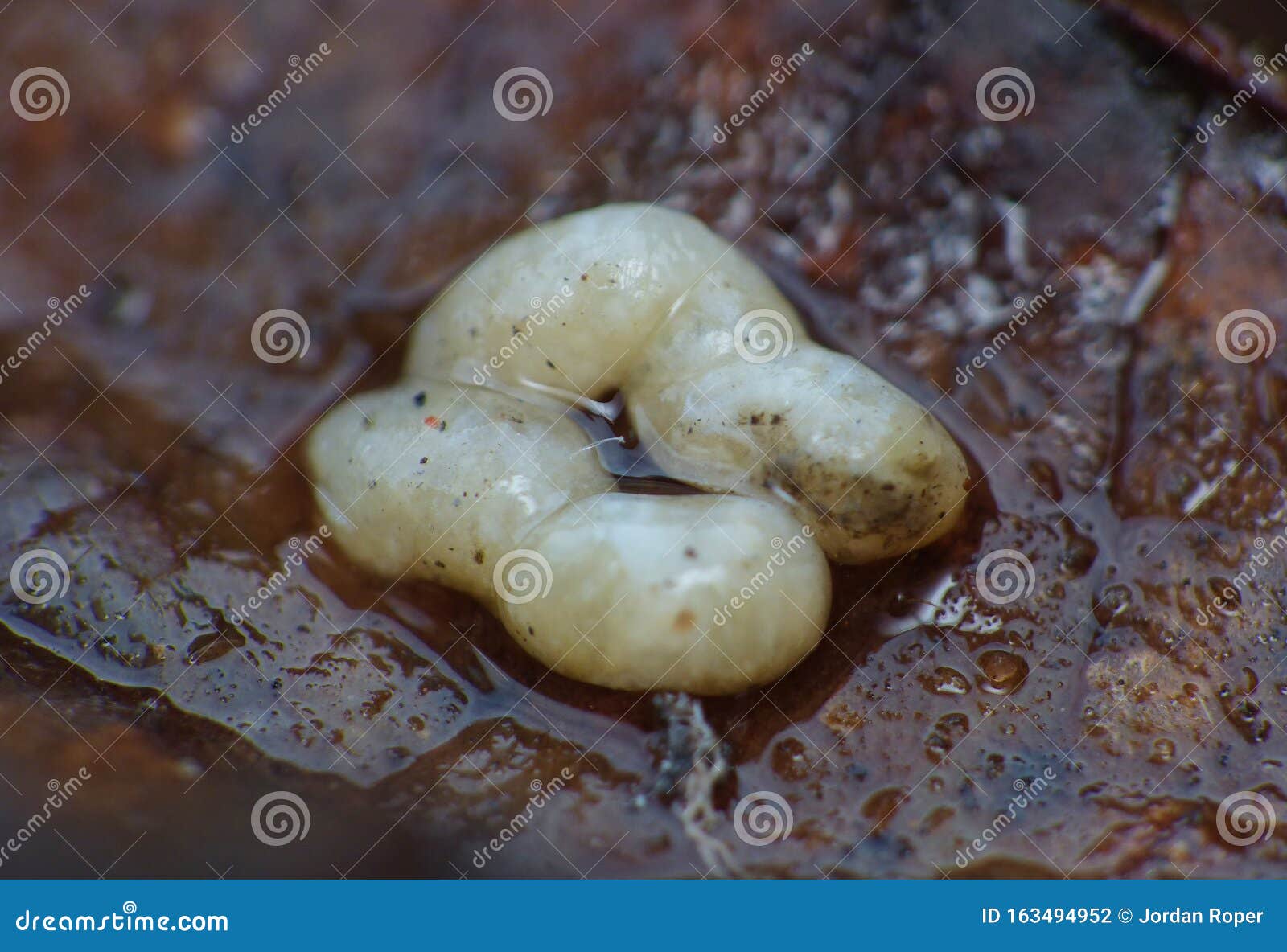 White Insect Eggs stock photo. Image of growth, biology - 163494952