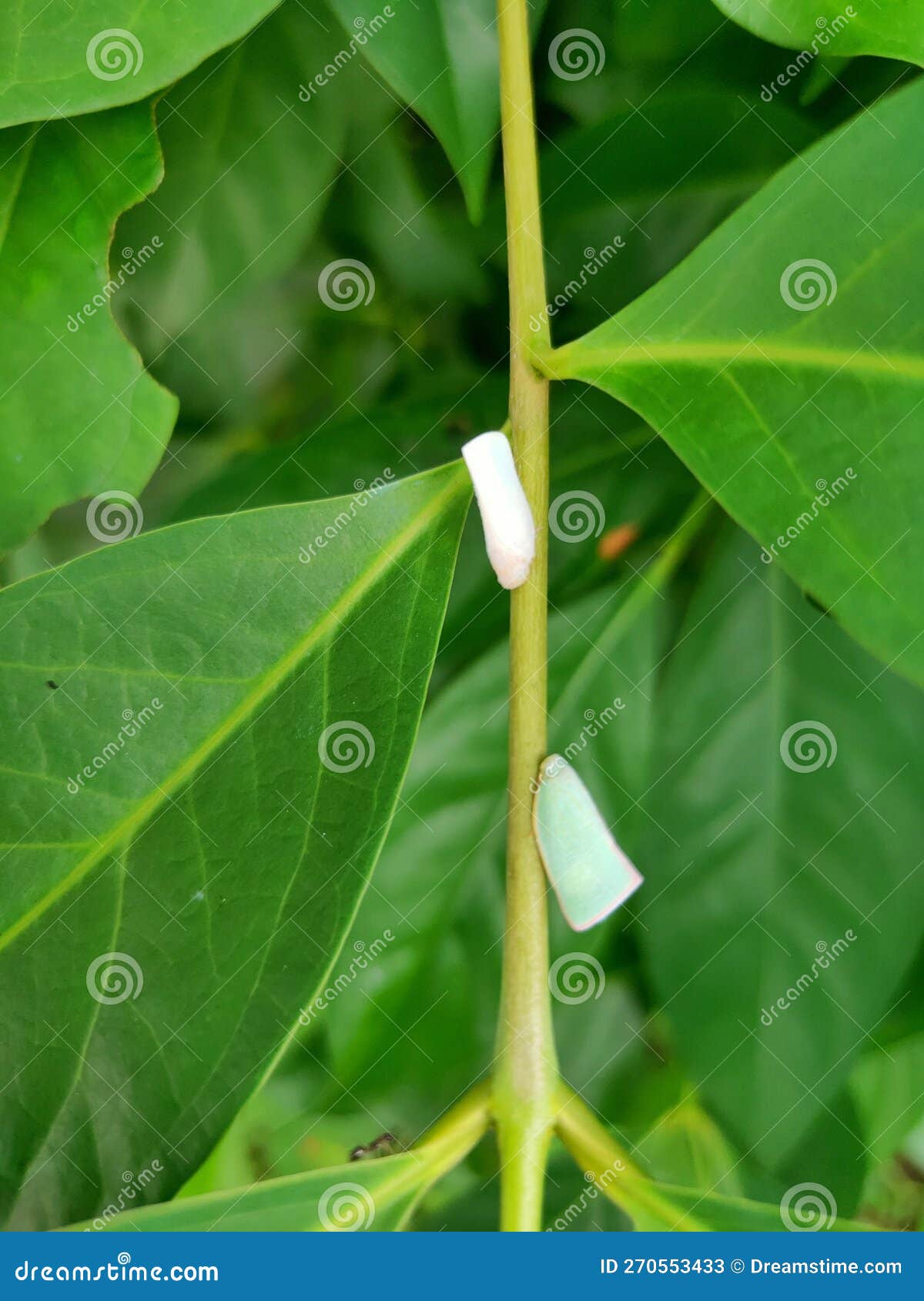 2 White Insect Pests are on the Stems of Soursop Leaves Stock Image ...