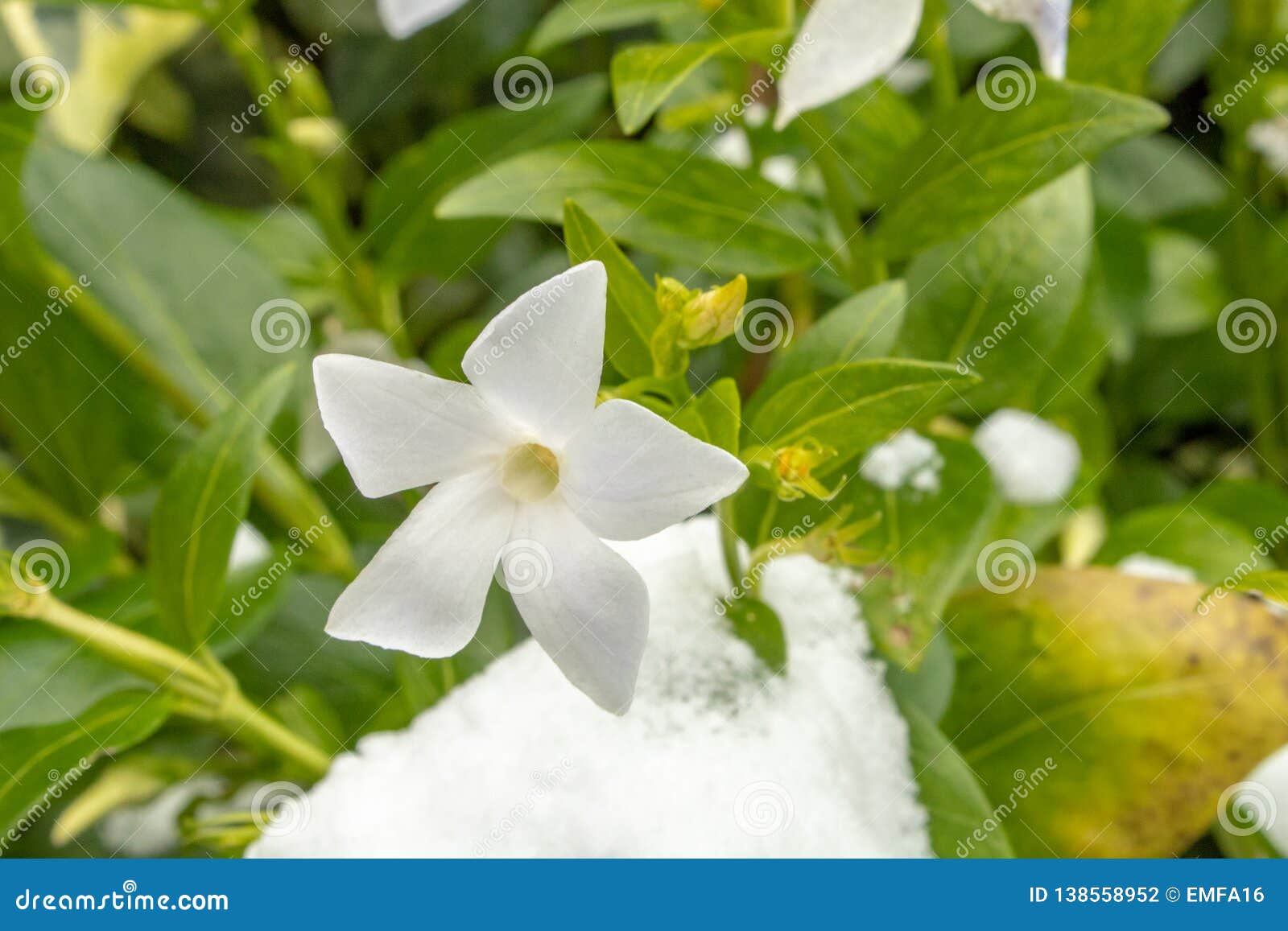 White Intermediate Periwinkle Flower with Snow and Leaves Stock Photo ...