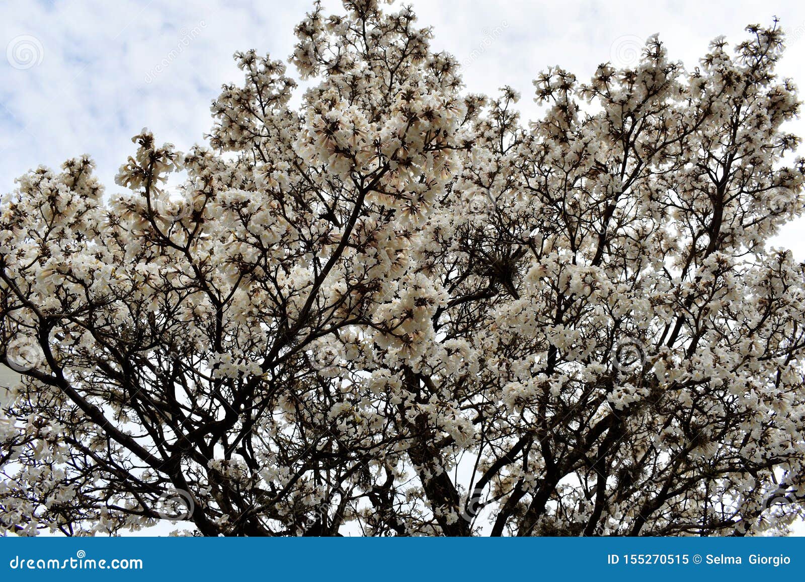 White ipe tree stock image. Image of white, city, nature - 155270515