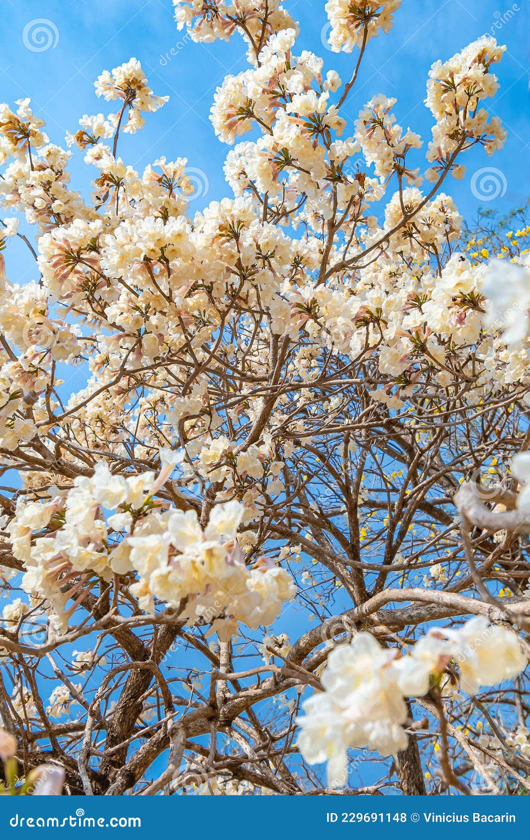 White Ipe Tree with White Flowers Stock Photo - Image of nature ...