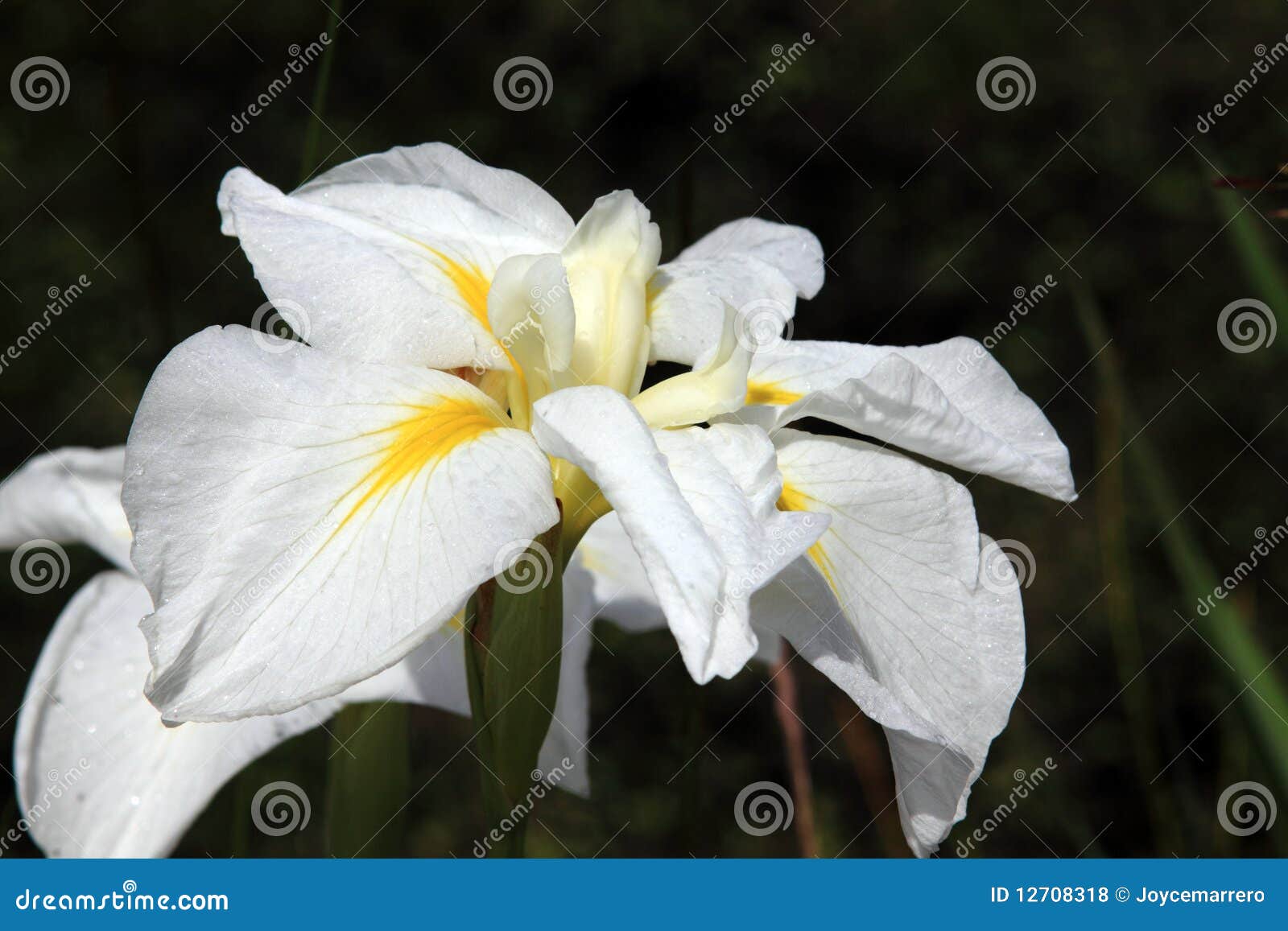 White Iris stock photo. Image of foliage, iris, garden - 12708318