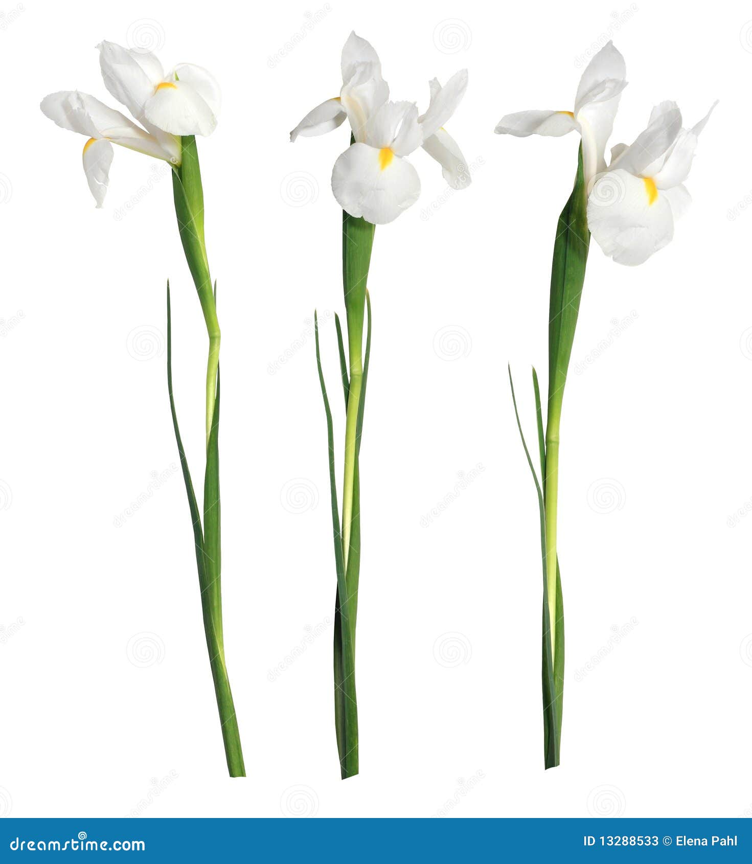 White iris stock image. Image of smell, summer, white - 13288533