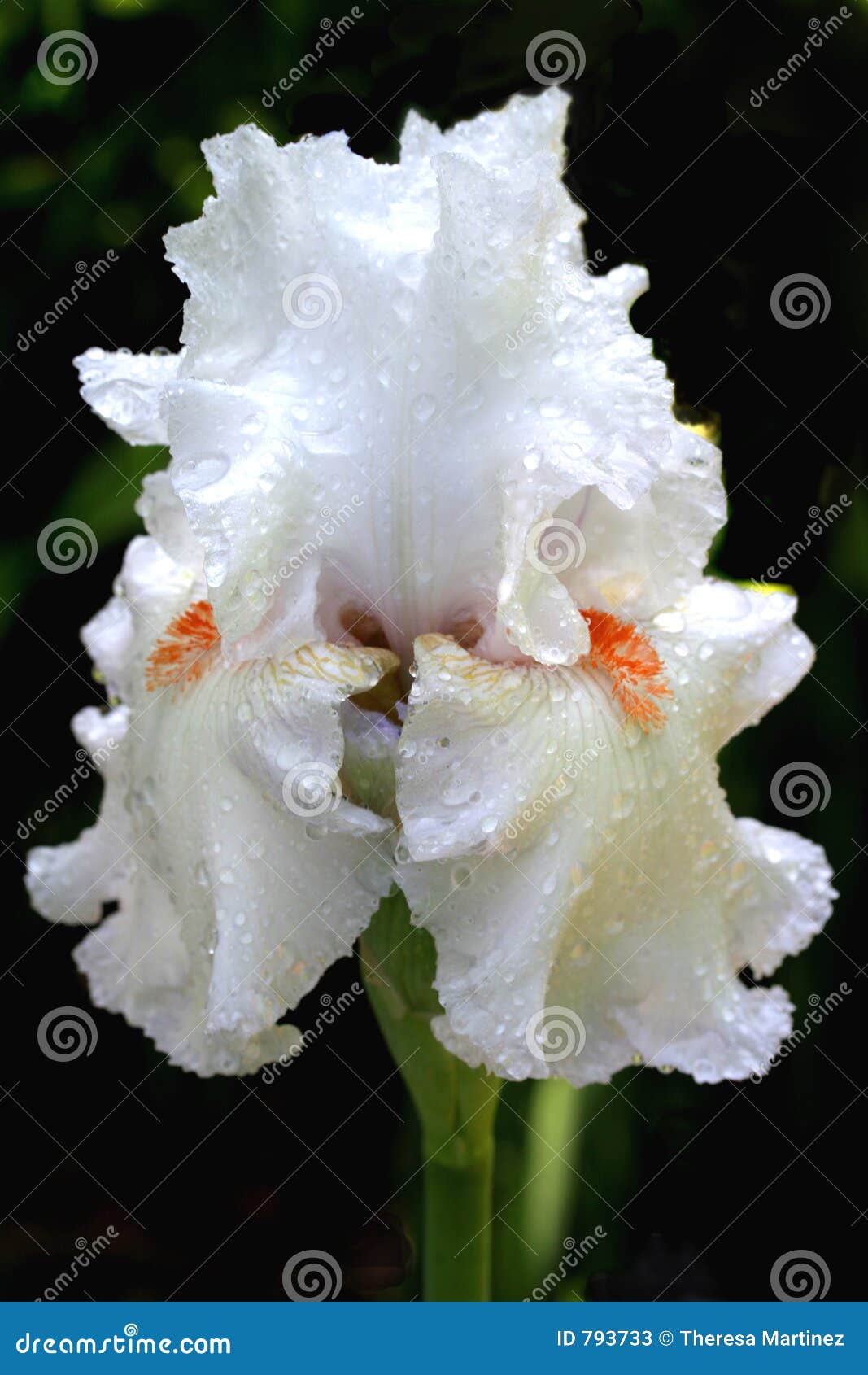 White Iris stock image. Image of raindrops, blooming, nature - 793733
