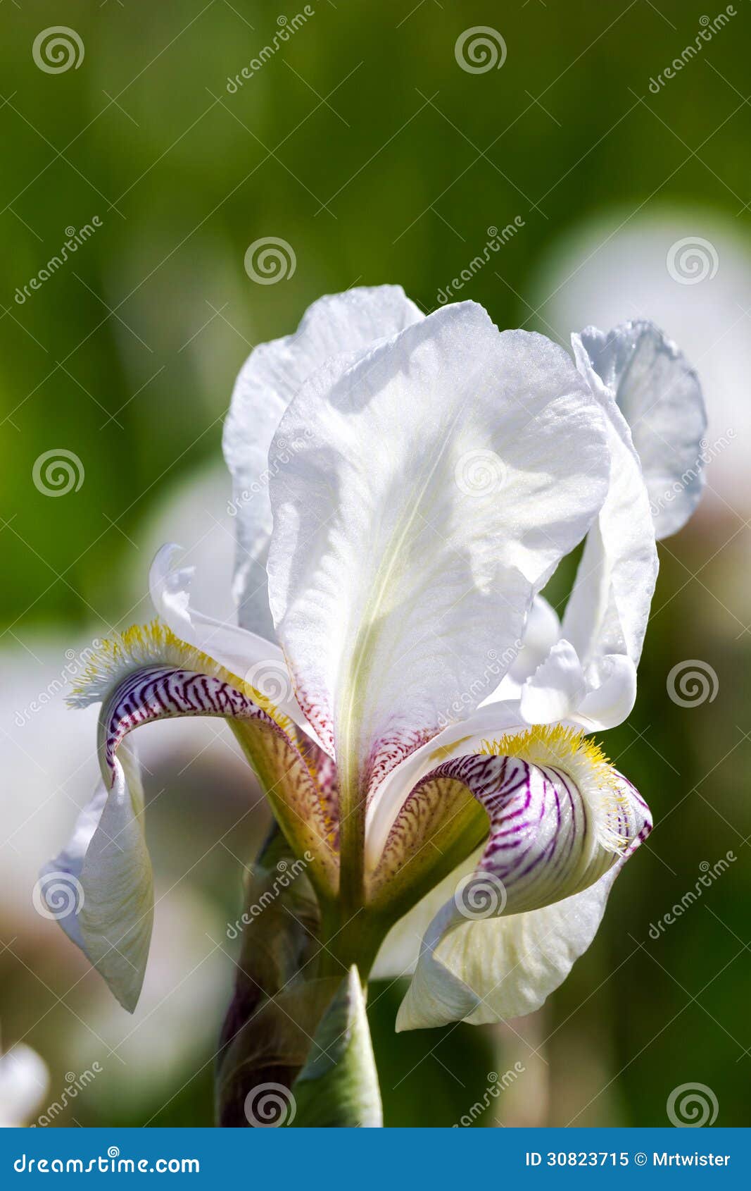 White iris stock image. Image of petal, garden, leaf - 30823715