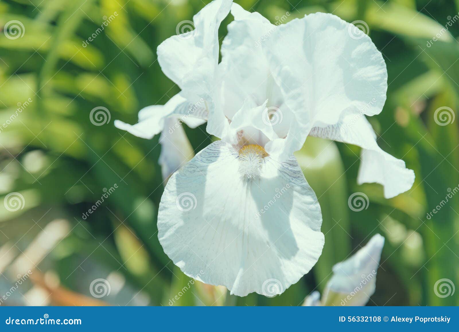 White iris flower stock photo. Image of white, outdoor - 56332108