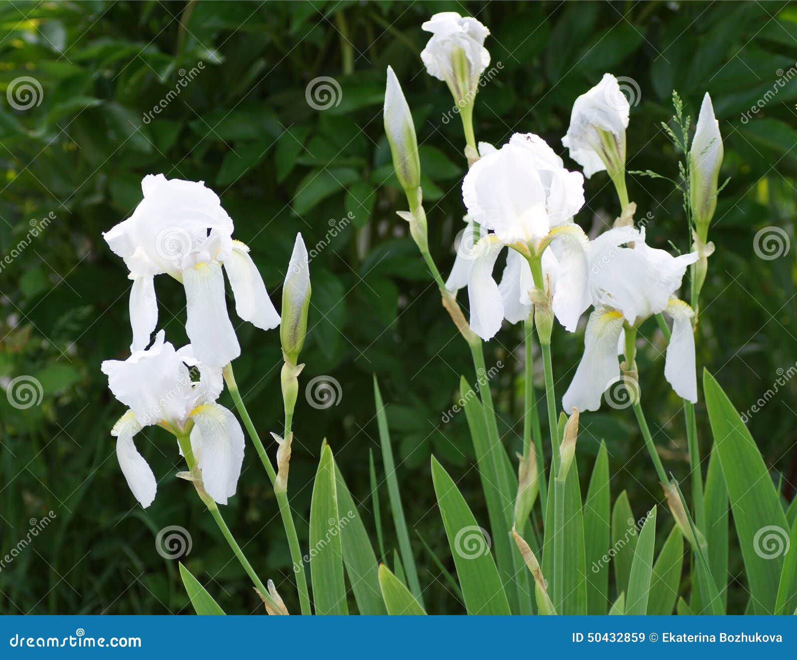 White Iris Flower in the Garden Stock Image - Image of blooming ...