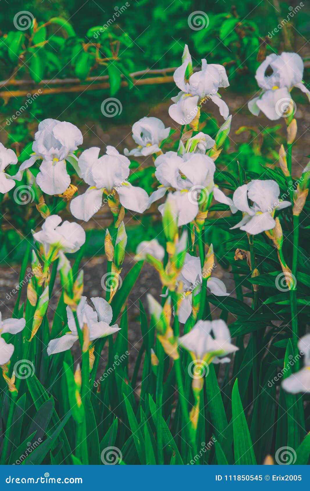 White Iris Flowers in Kitchen Garden Spring Stock Image - Image of ...
