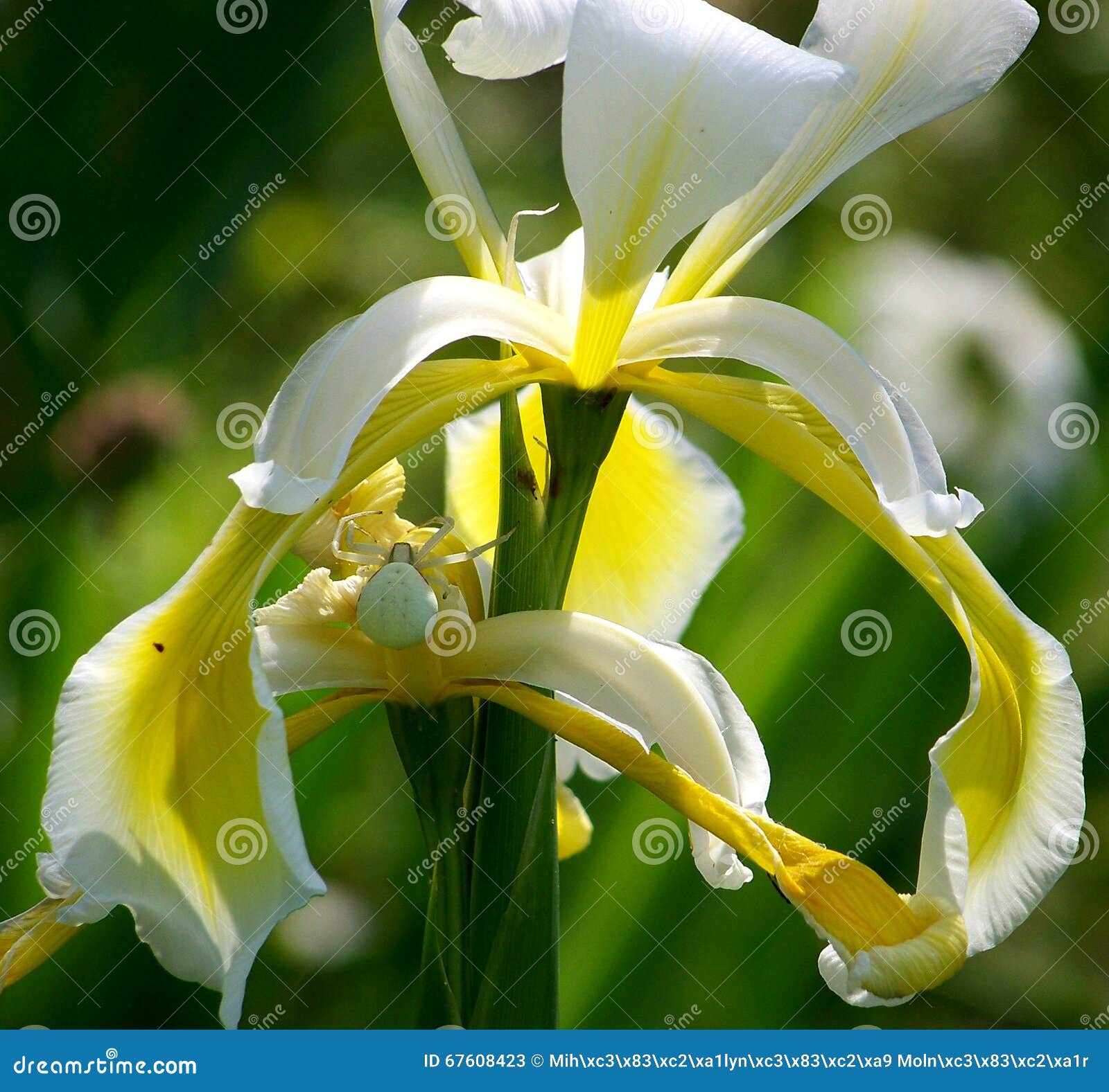 White iris,white spider stock image. Image of place, hiding - 67608423