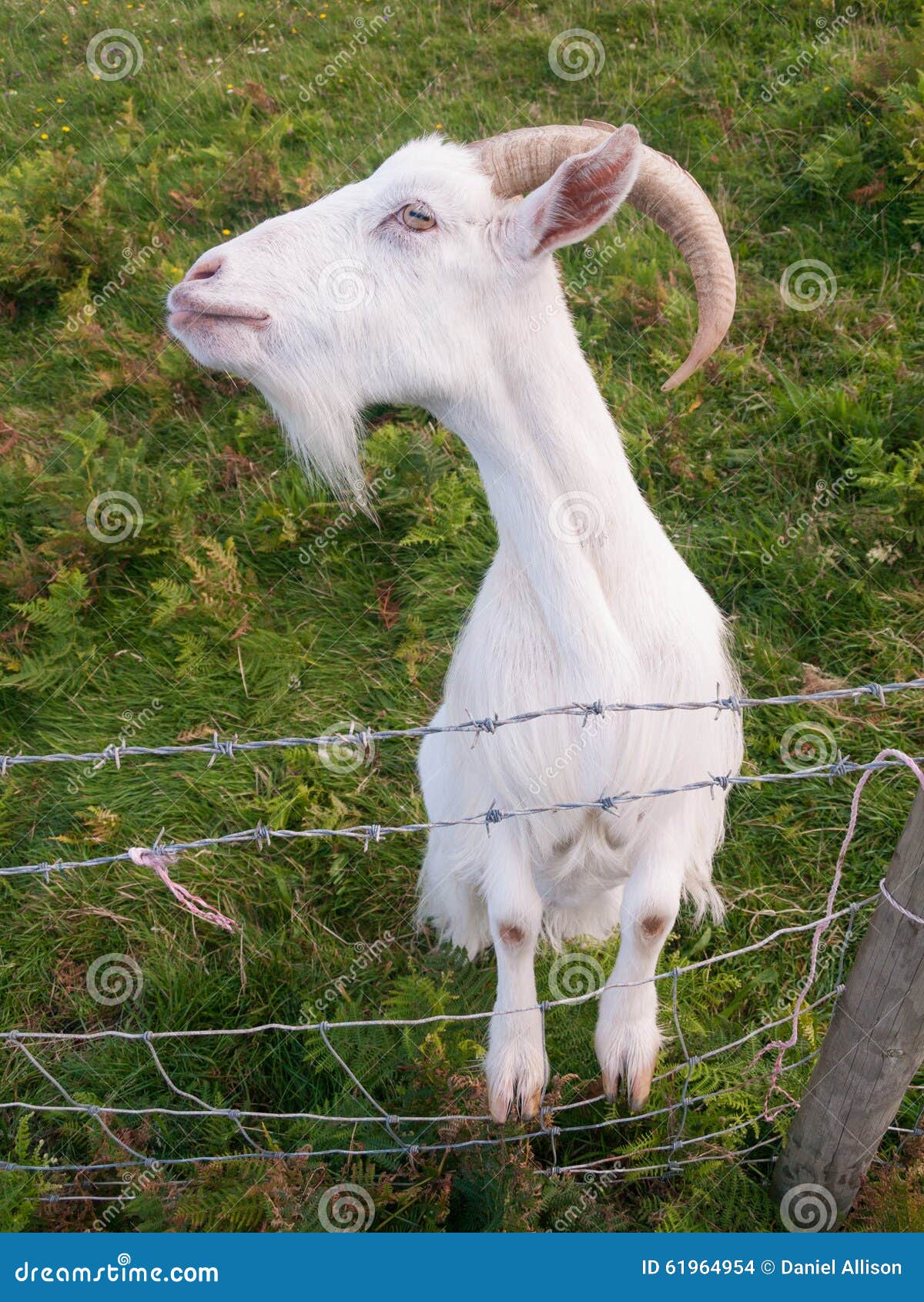 White irish goat stock photo. Image of grazing, white - 61964954