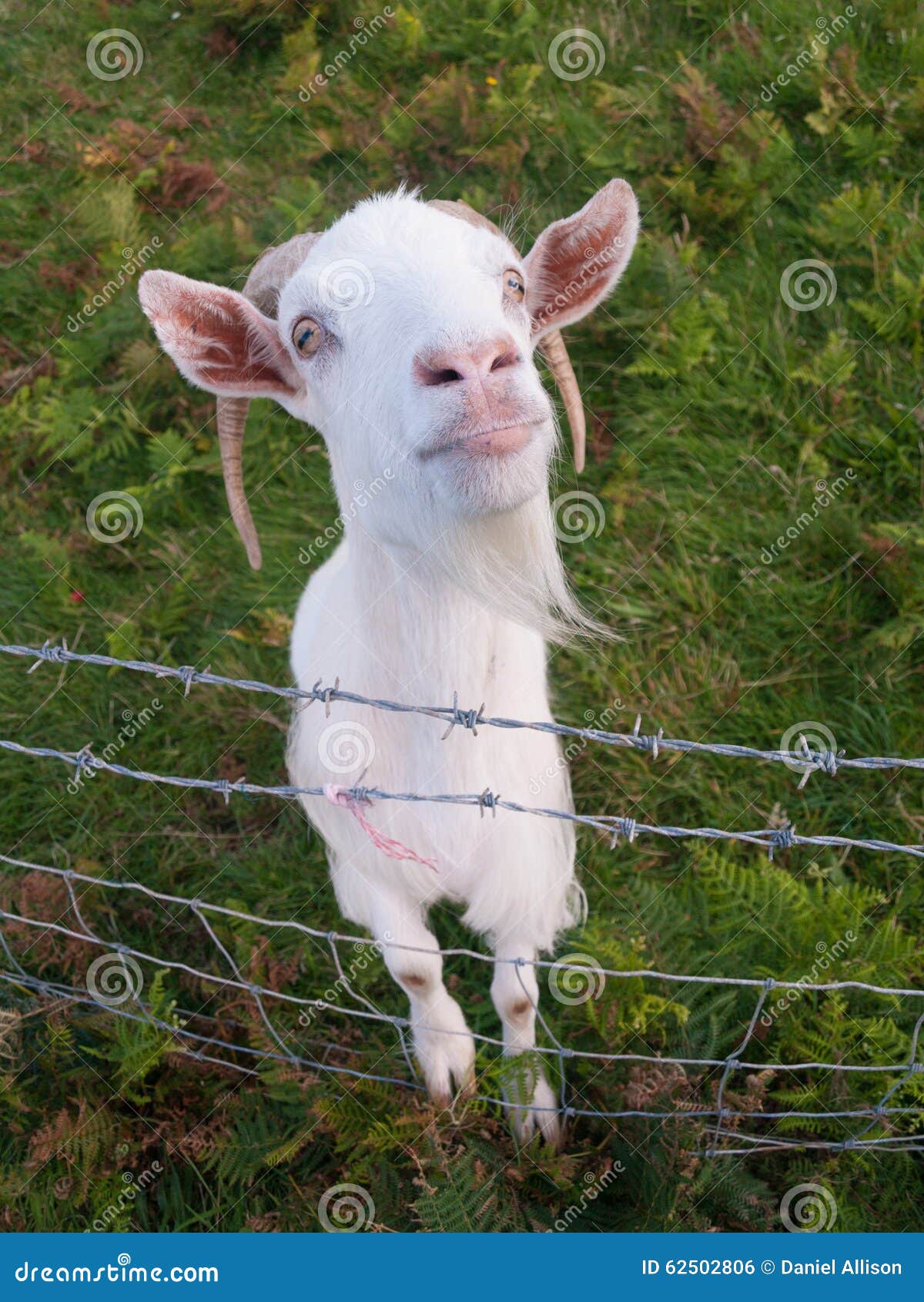 White irish goat stock photo. Image of butting, billie - 62502806