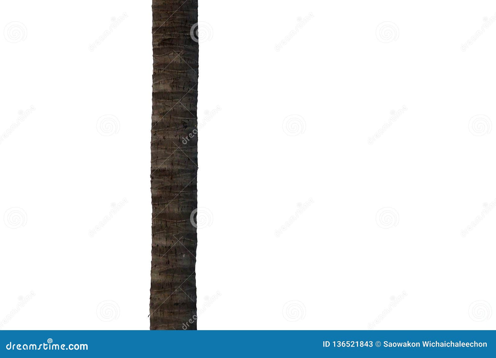Close Up Tropical Coconut Tree Trunk Stock Image - Image of botany ...