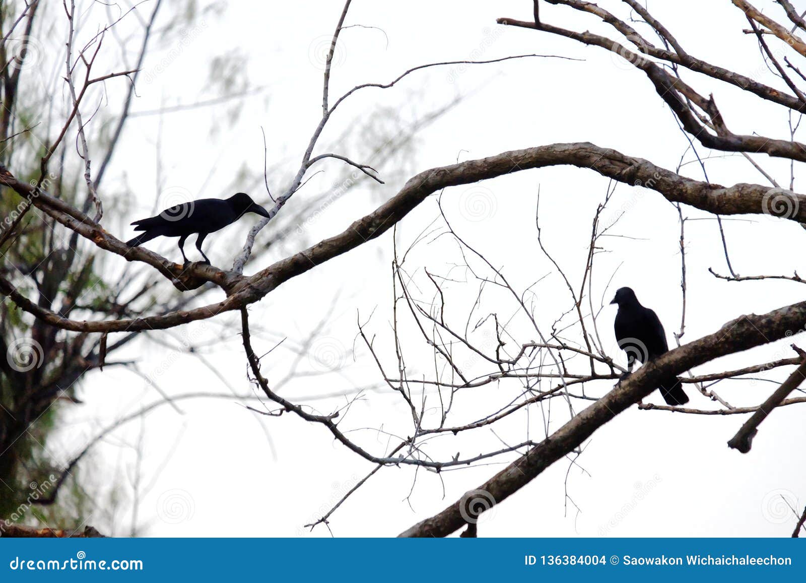 A Pair of Black Crows Sitting on the Dead Tree Branches in the Forest ...