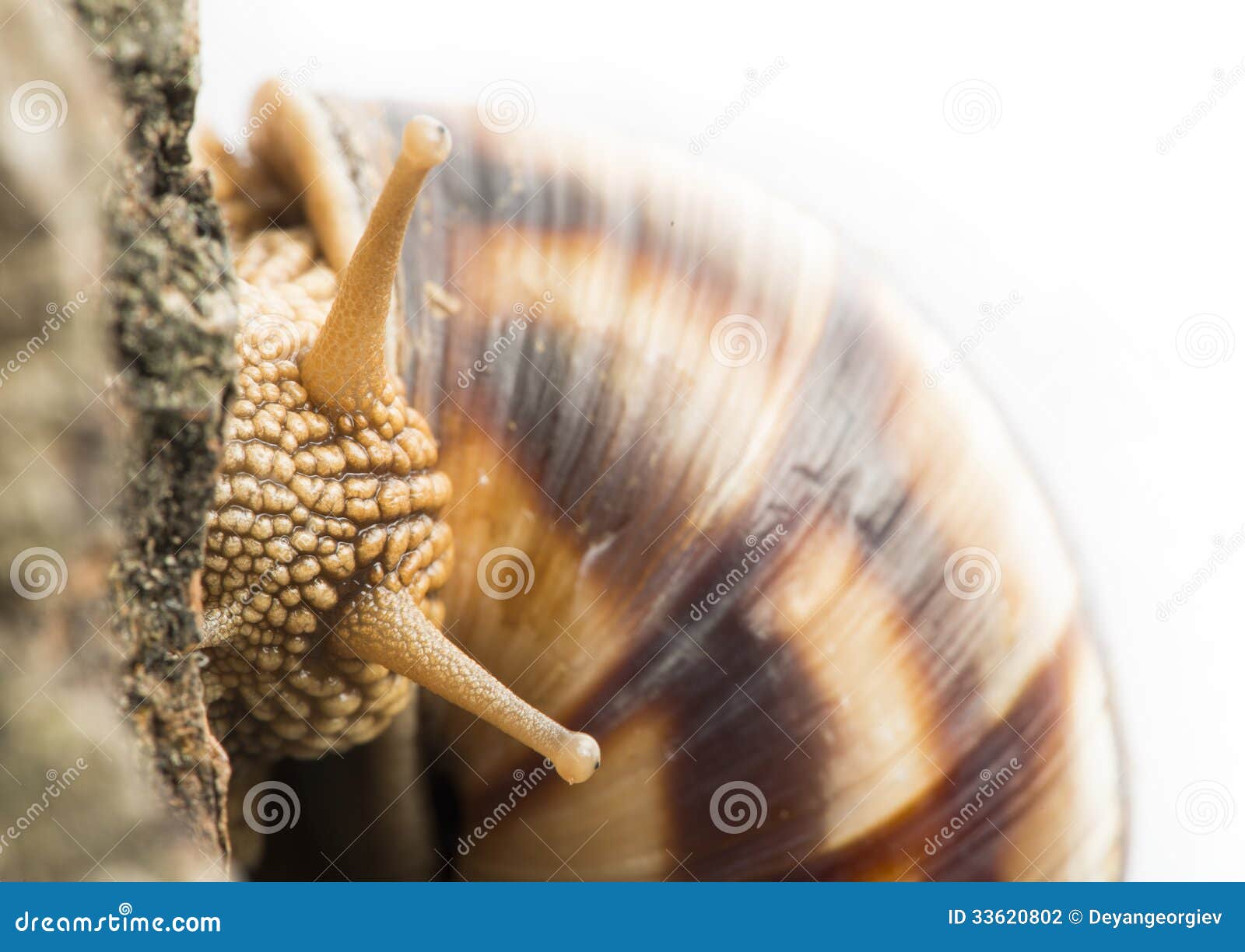 White isolated snail stock photo. Image of macro, snails - 33620802