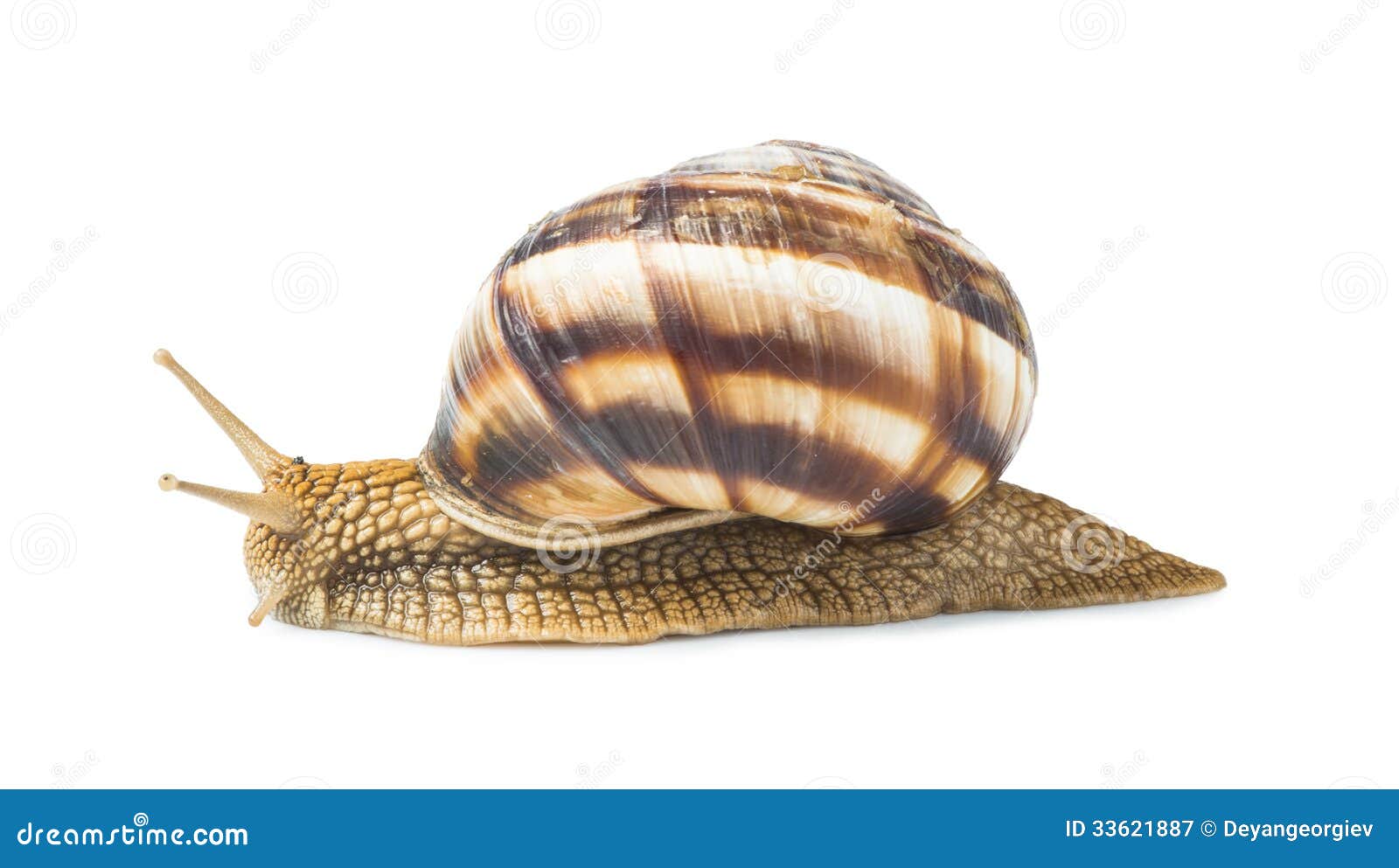 White isolated snail stock image. Image of motion, moving - 33621887