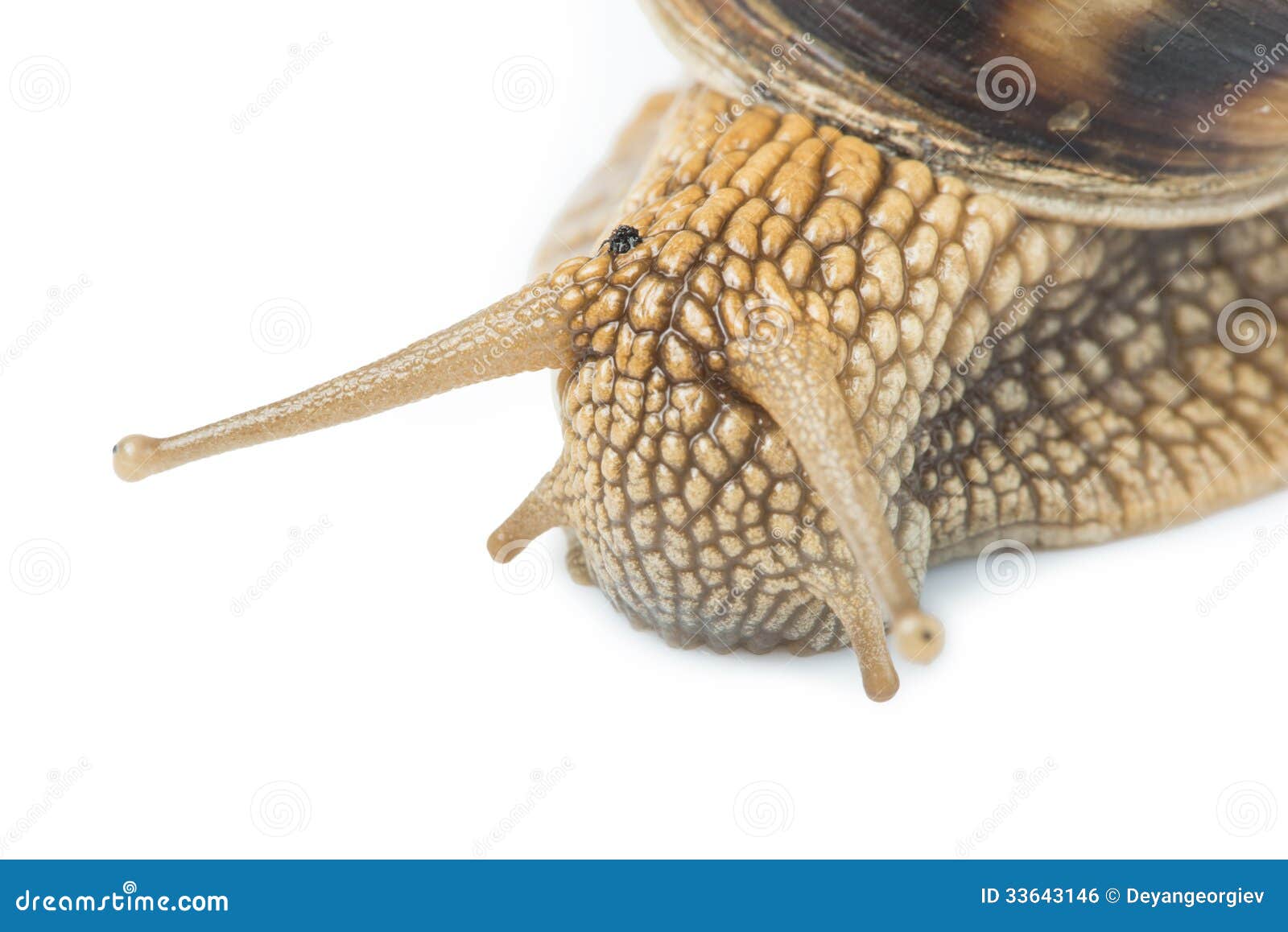 White isolated snail stock photo. Image of closeup, studio - 33643146