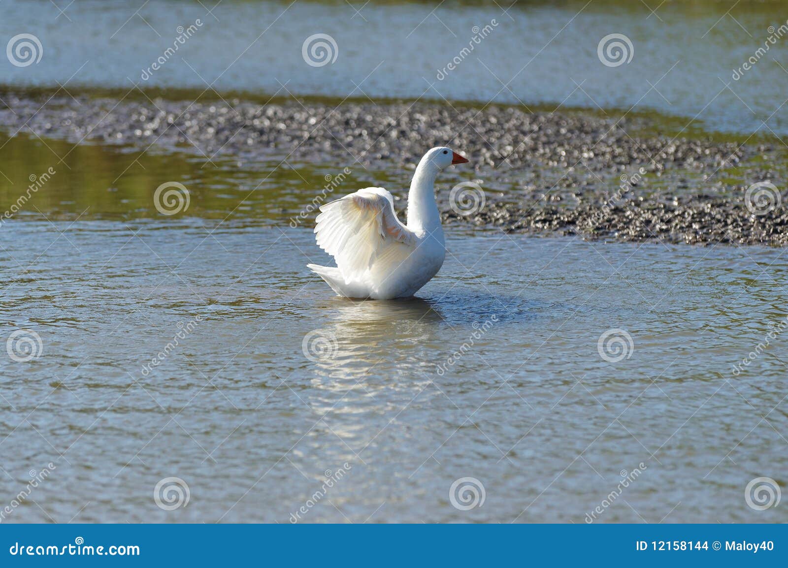 White italian goose stock photo. Image of neck, nature - 12158144