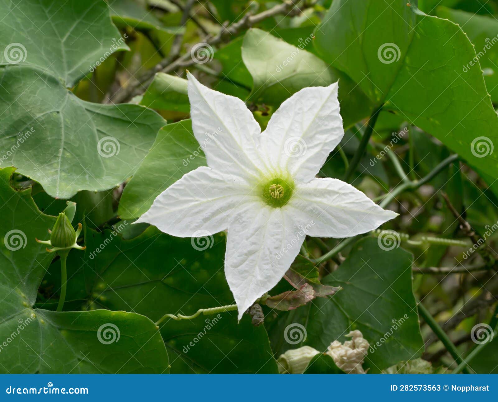 White Ivy Flower in Green Leaves Stock Image - Image of vine ...