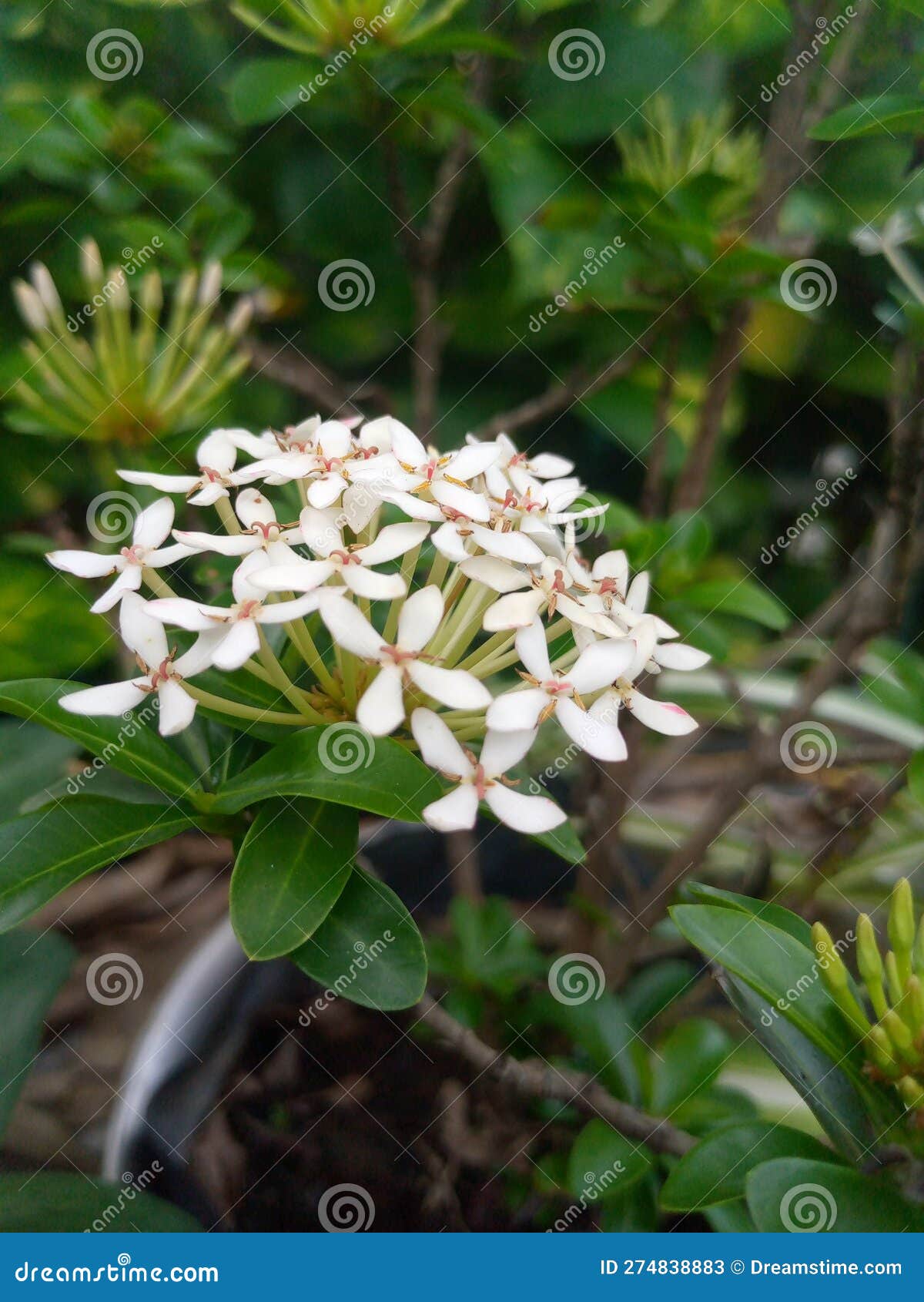 White Ixora Coccinea Looks Fresh Stock Image - Image of coccinea, ixora ...