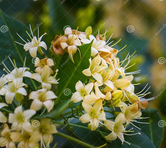 White Ixora stock photo. Image of nature, perfume, flowers - 46117952
