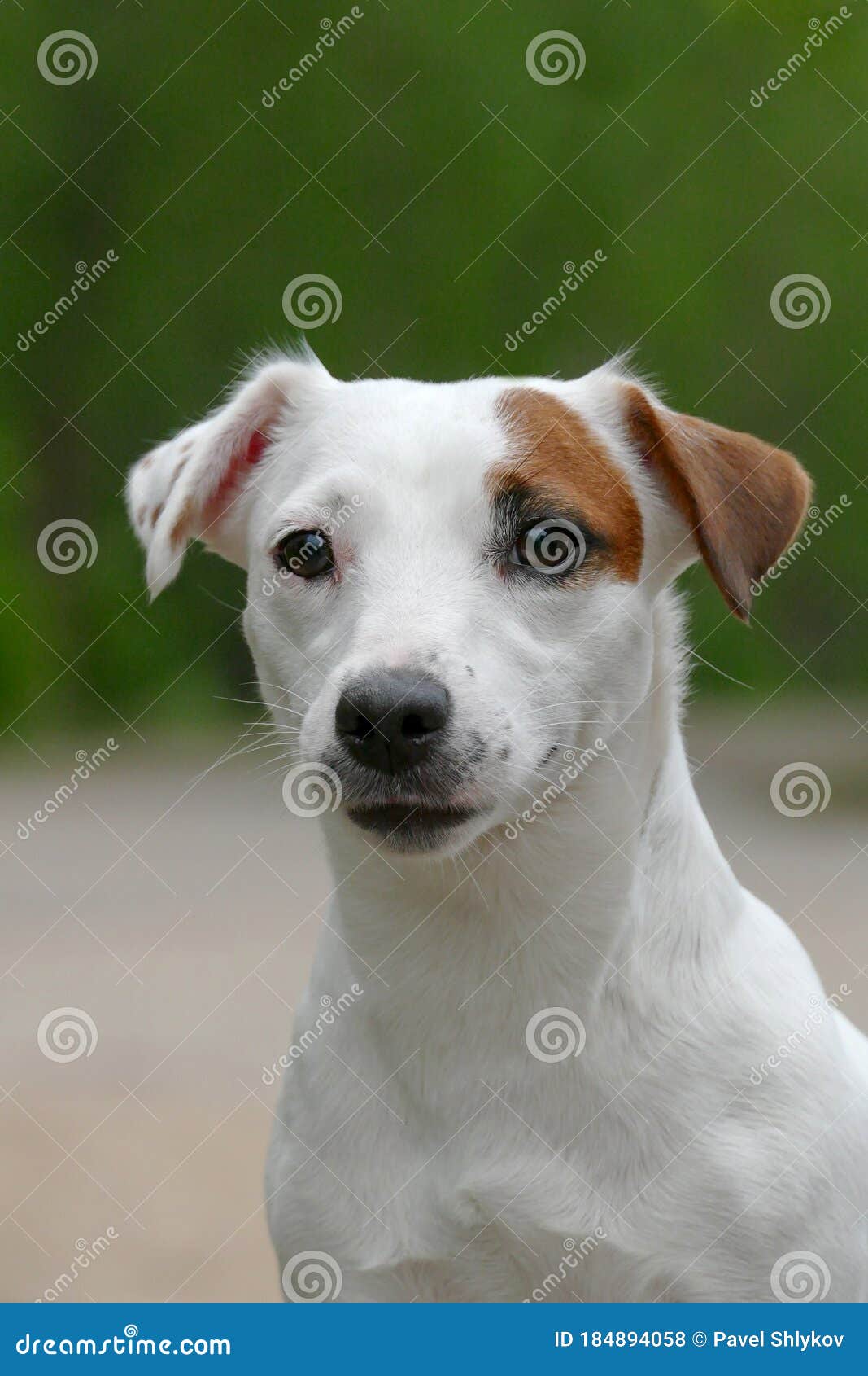 White Jack Russel Terrier Portrait Stock Photo - Image of adorable ...