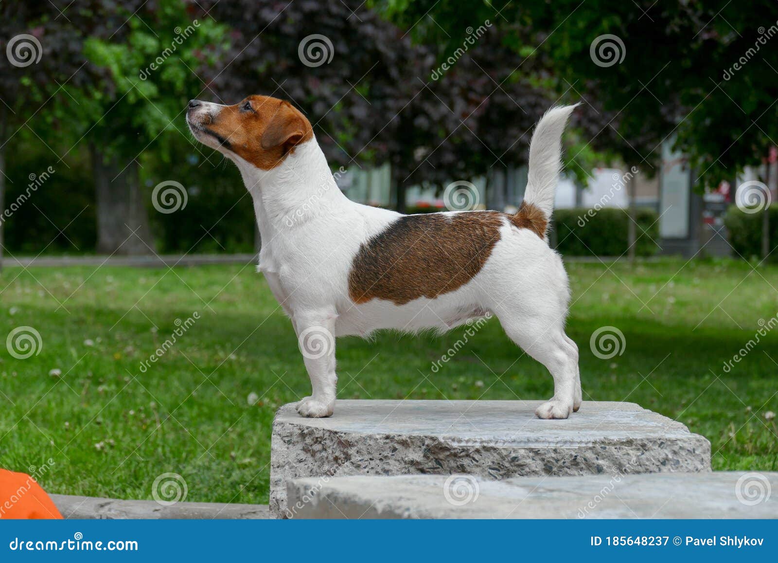 White Jack Russel Terrier Portrait Stock Image - Image of looking ...
