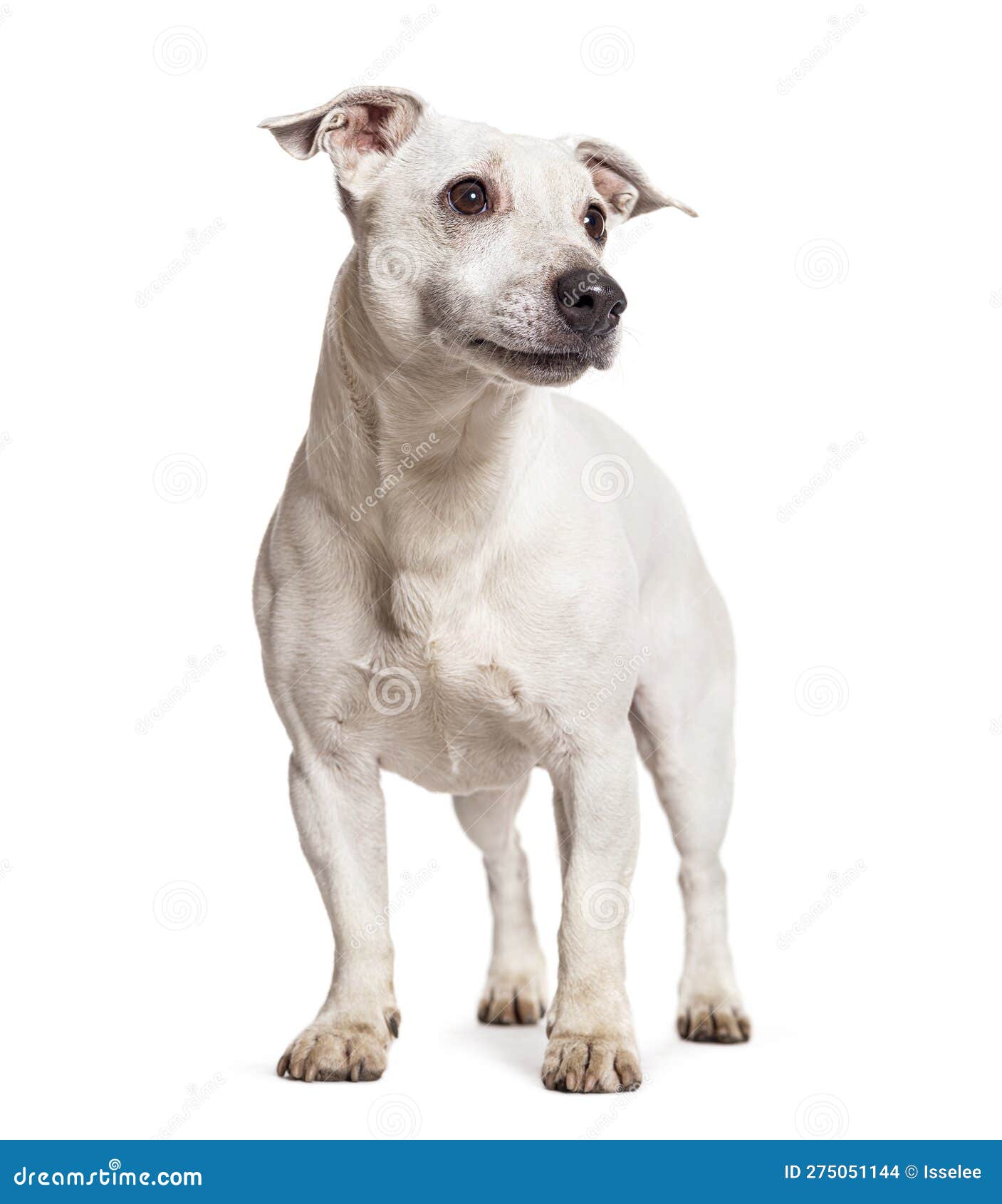 White Jack Russell Terrier, Isolated on White Stock Photo - Image of ...