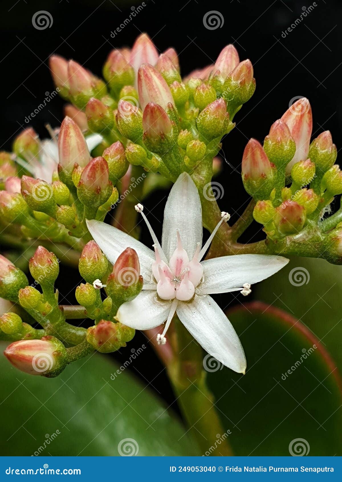 White Jade Plant Flower stock photo. Image of white - 249053040