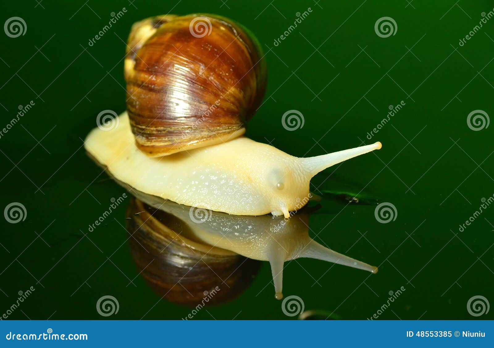 The white jade snail stock image. Image of molluscs, conchology - 48553385