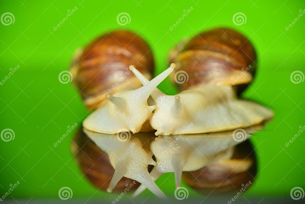The white jade snail stock image. Image of inverted, mollusc - 48553491