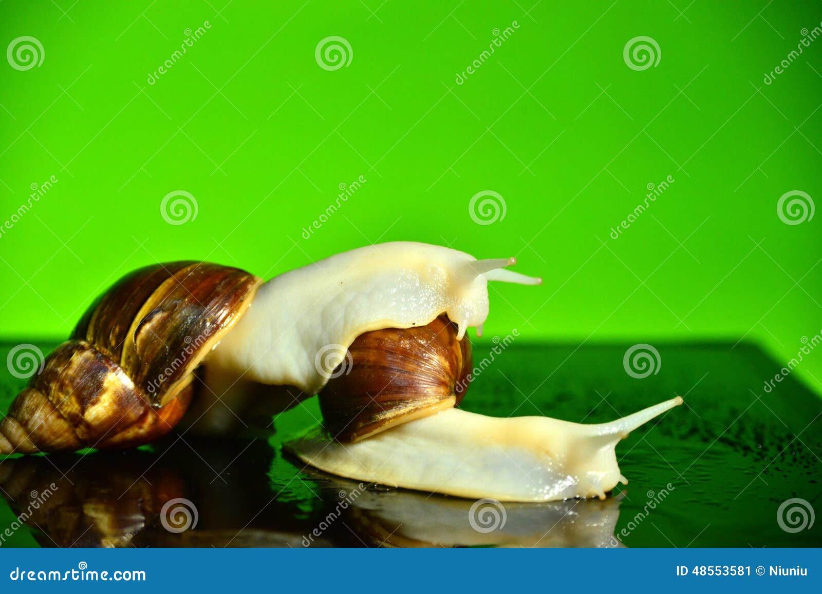 The white jade snail stock image. Image of white, havefun - 48553581