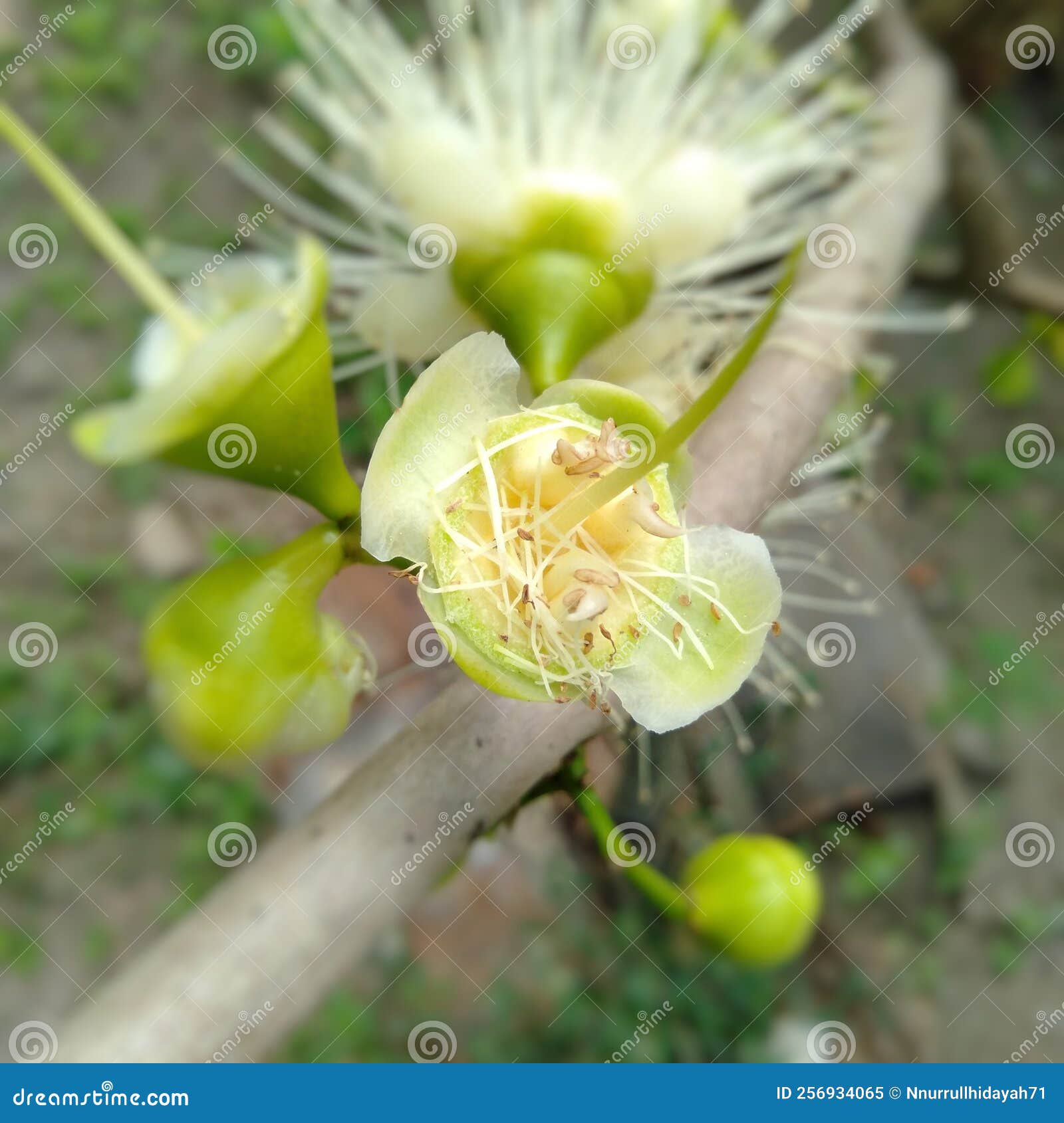 White jambo flower stock image. Image of nature, bloom - 256934065