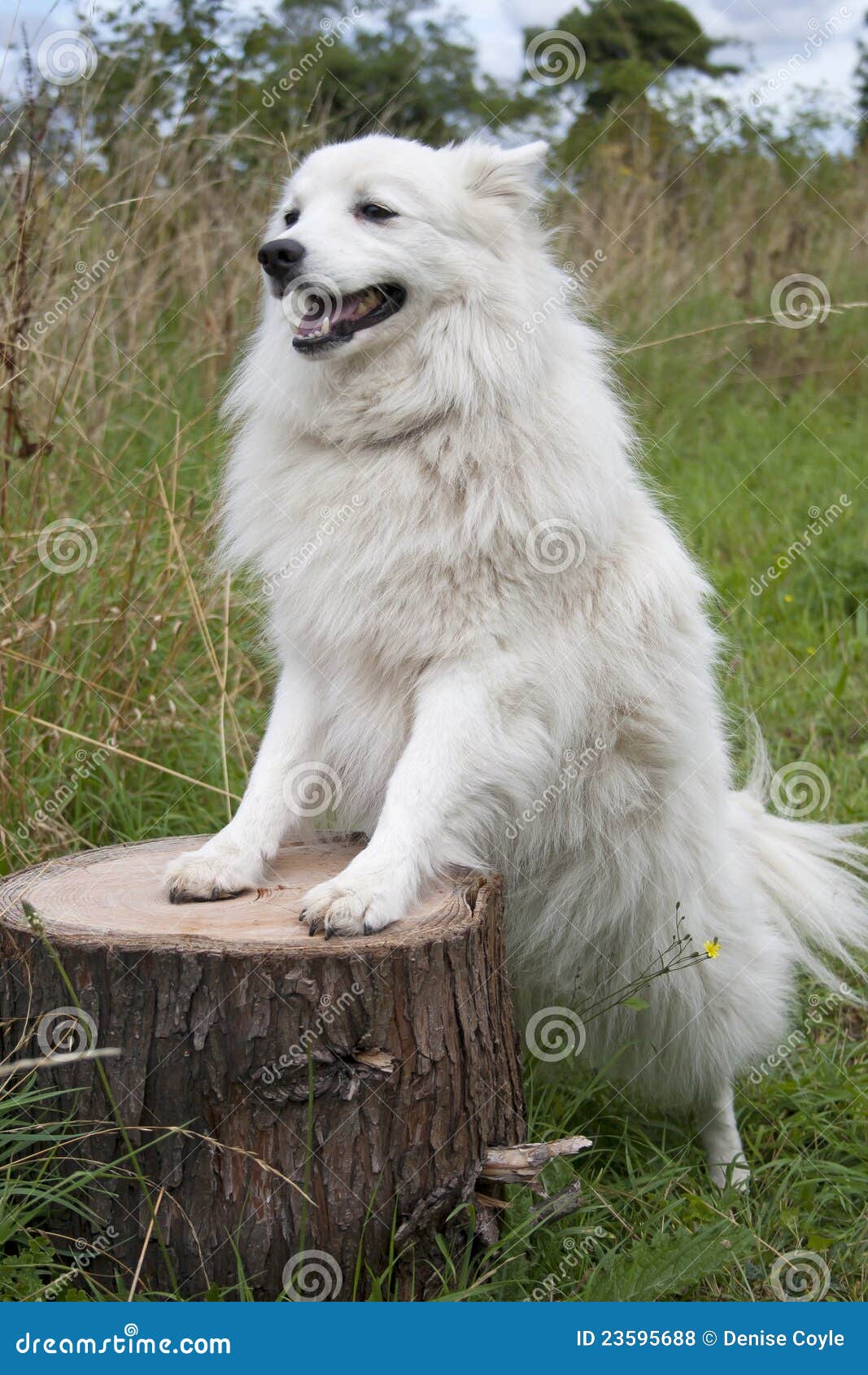 Japanese Spitz Puppy Plays With A Rubber Colored Toy. Human Hand In The ...