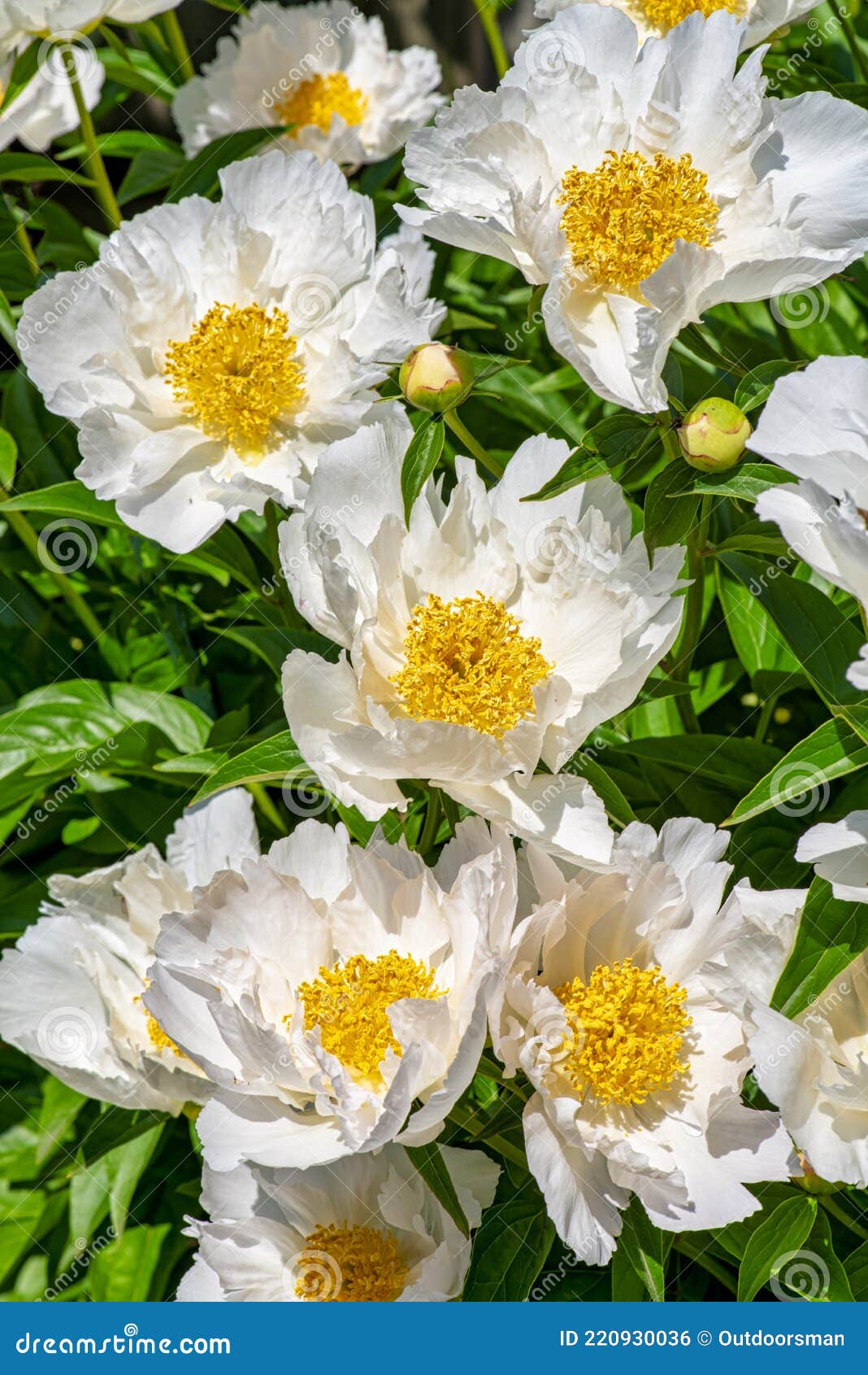 White Japanese tree peony stock photo. Image of peony - 220930036