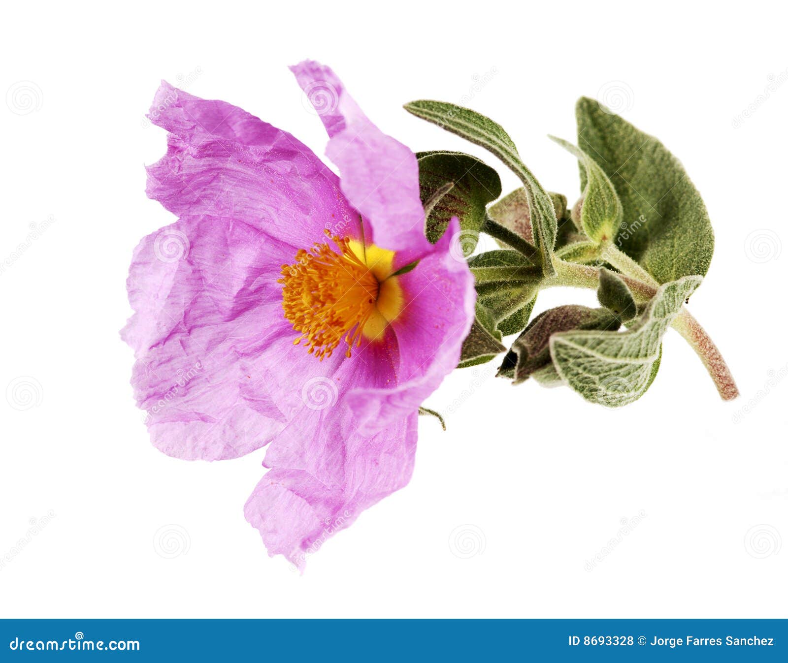 White jara stock photo. Image of flower, purple, stamens - 8693328
