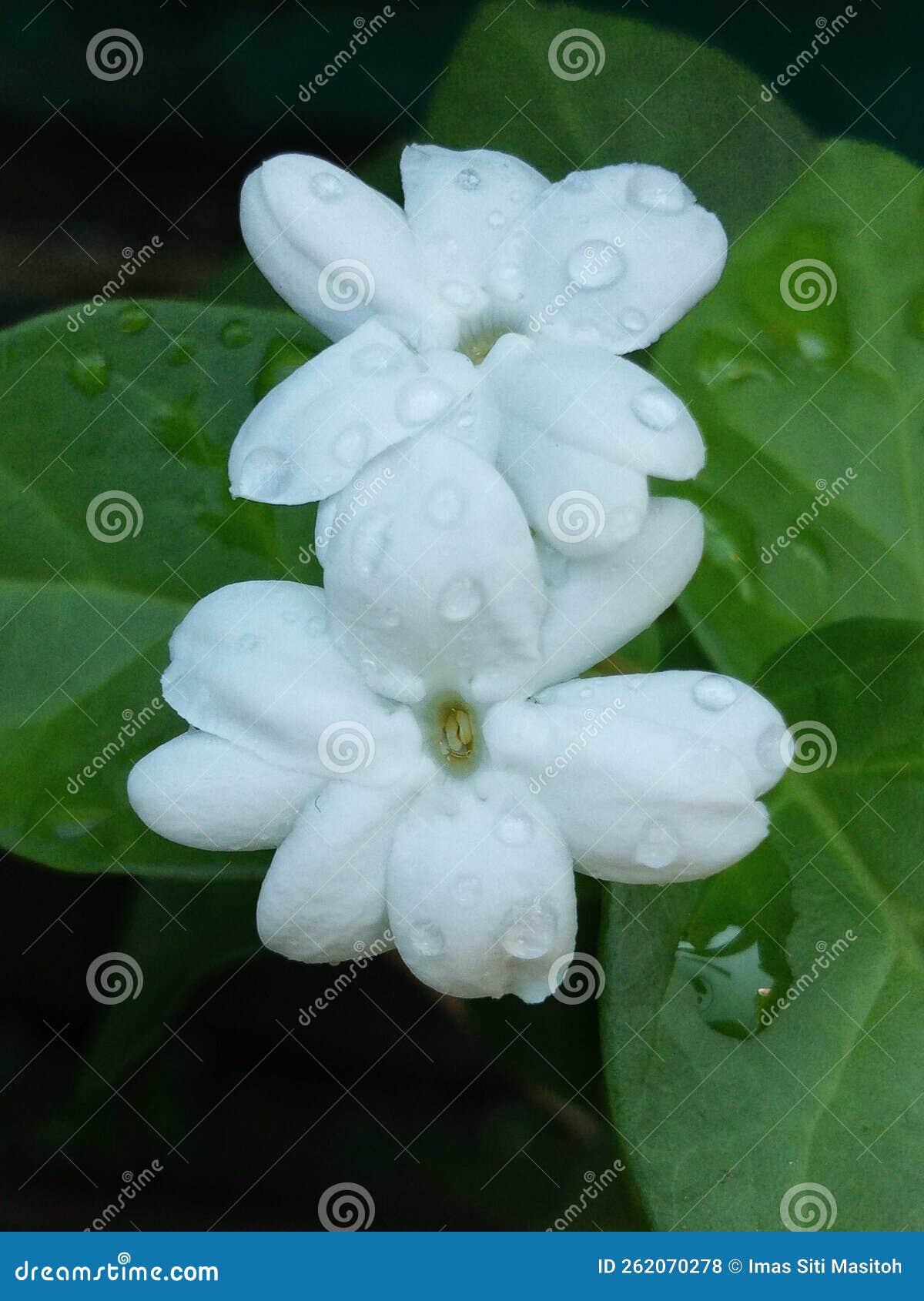 White Jasmine Arabian Jasmine Stock Photo - Image of white, gardening ...