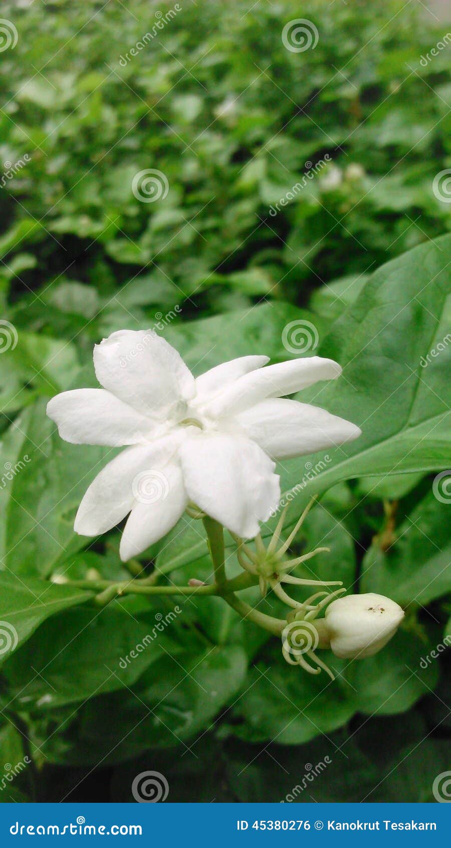 White Jasmine in the Flower Garden Stock Photo - Image of scent, crisp ...