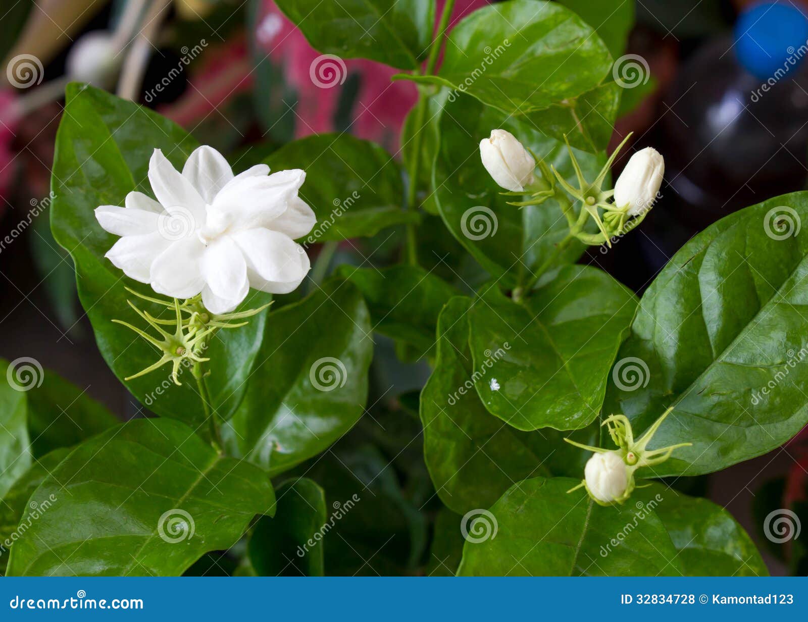 White Jasmine Flower stock photo. Image of flower, blossom - 32834728