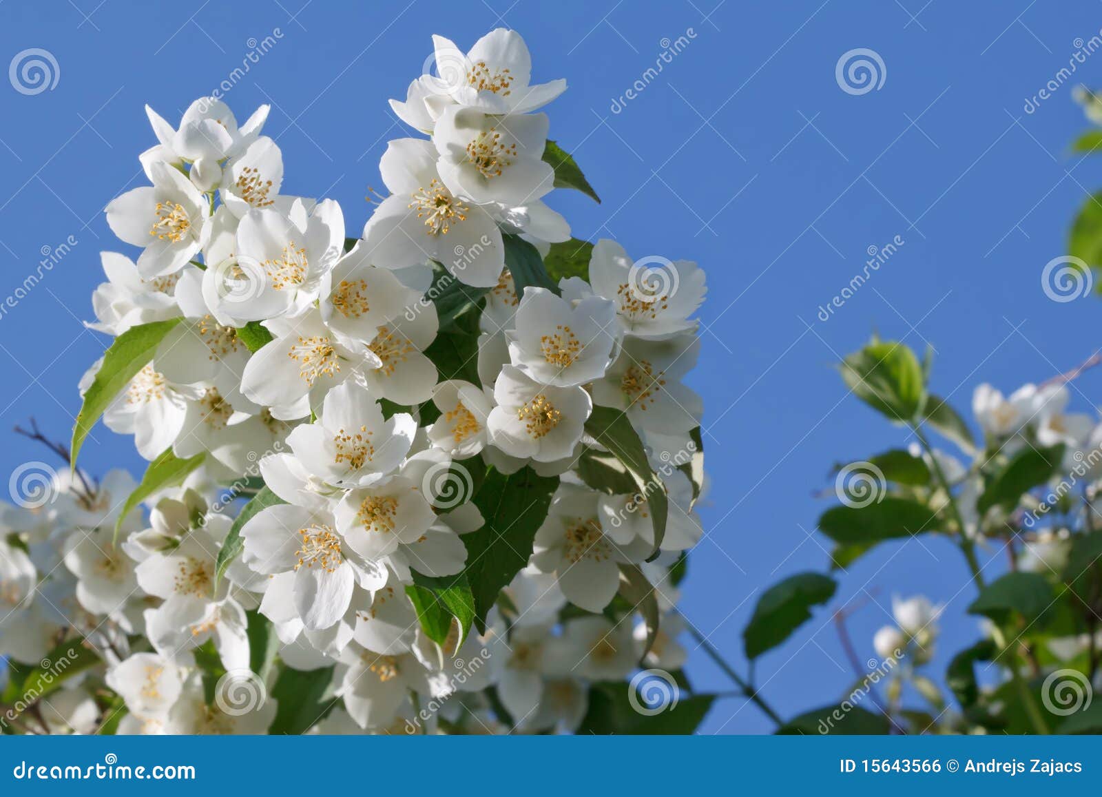 White jasmine flowers stock photo. Image of background - 15643566