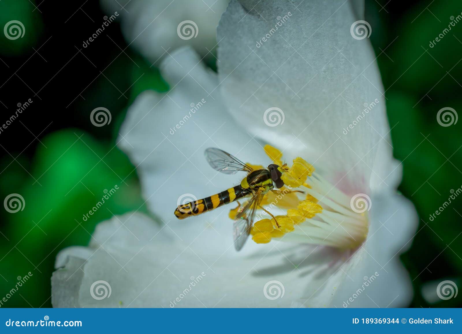 White Jasmine Flowers with Bug Stock Photo - Image of blooming, nature ...