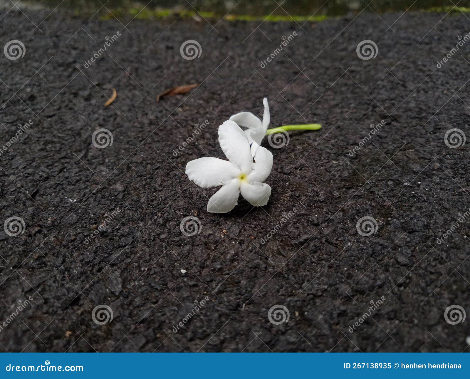 White Jasmine Flowers that Fall To the Ground Stock Image - Image of ...